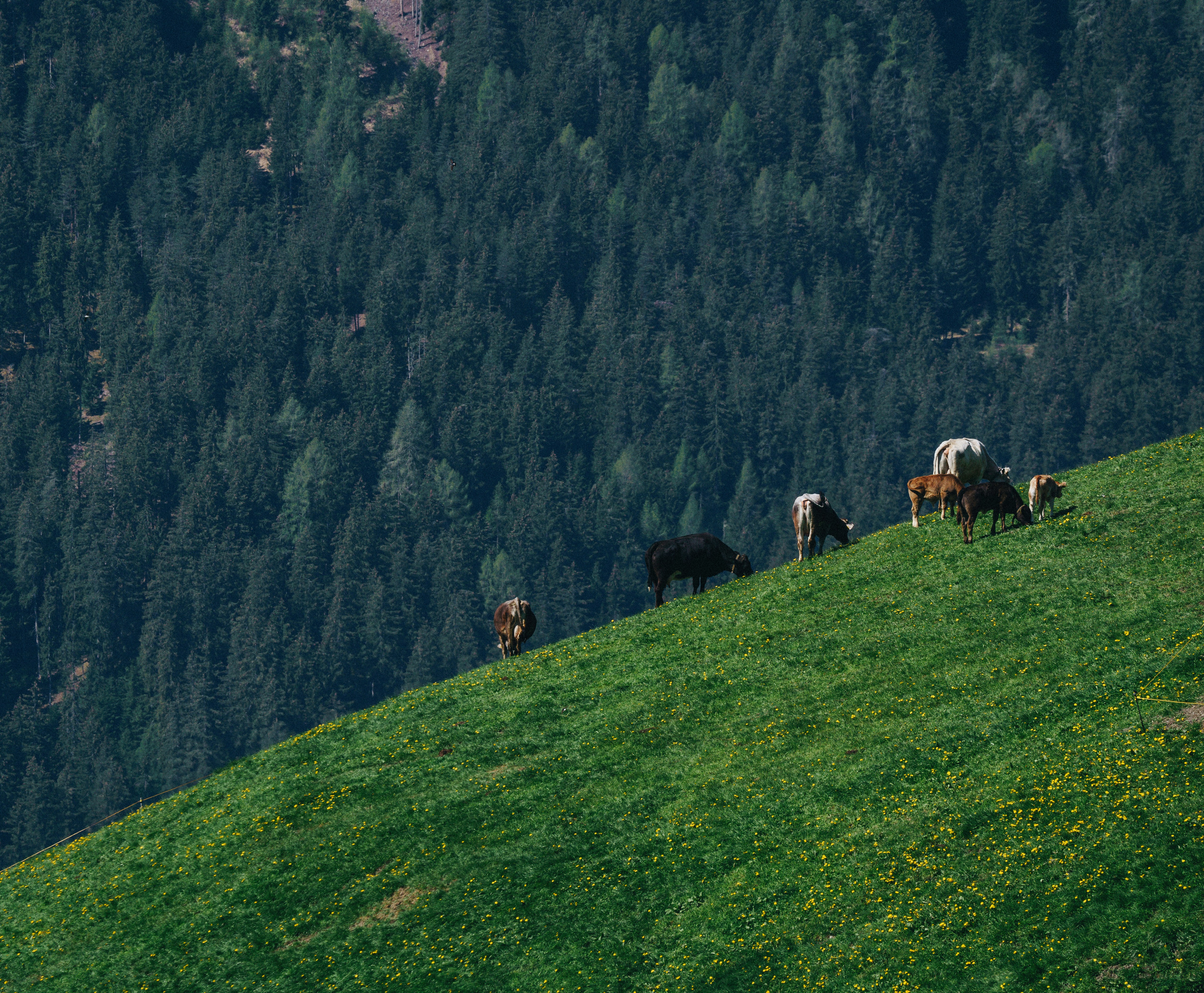 Cattle on a sunlit alpine ridge framed by a pine forest backdrop