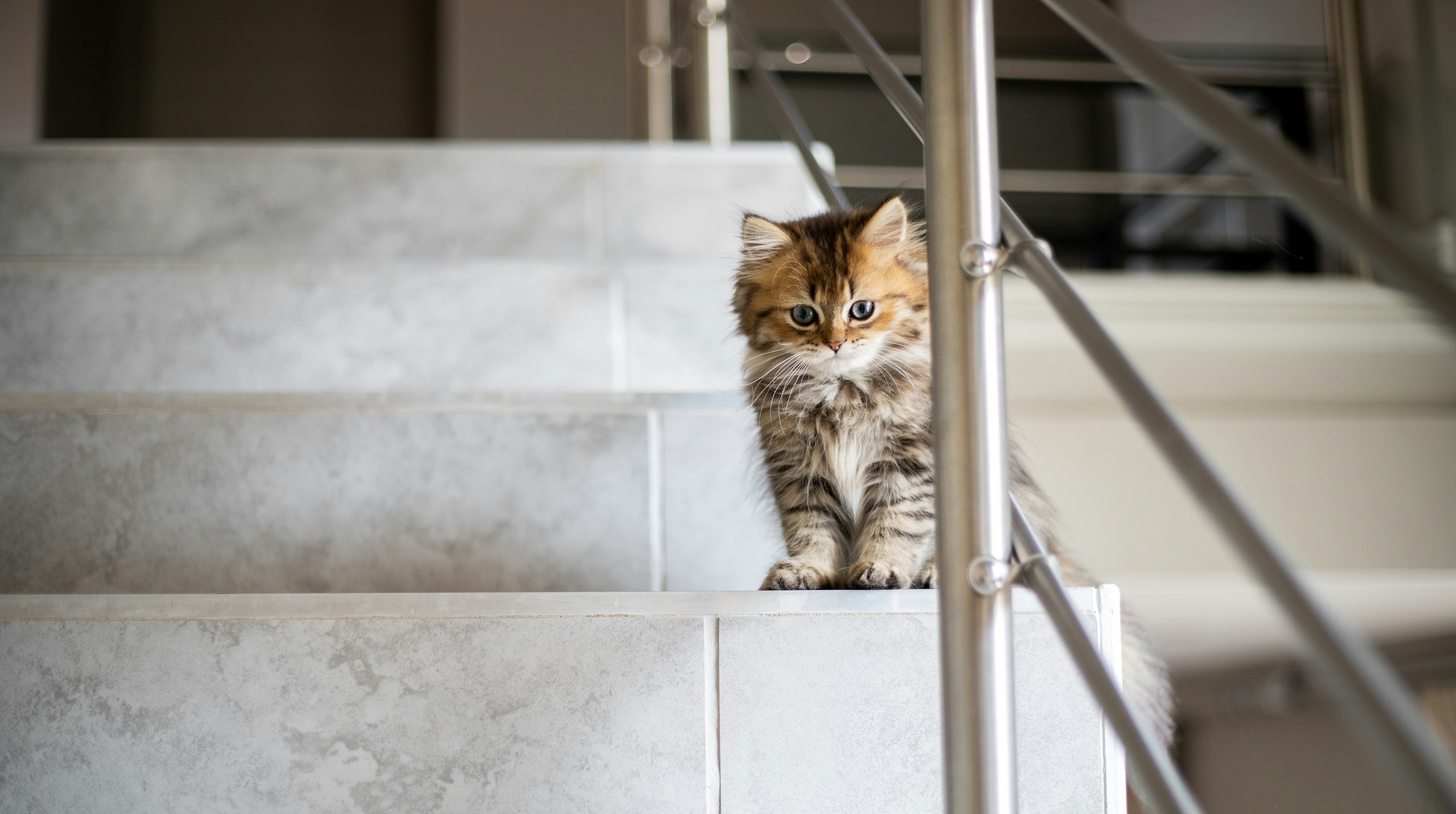 Fluffy kitten perched on a staircase, gazing curiously at the viewer. The soft textures of the steps contrast with the kitten's vibrant fur.