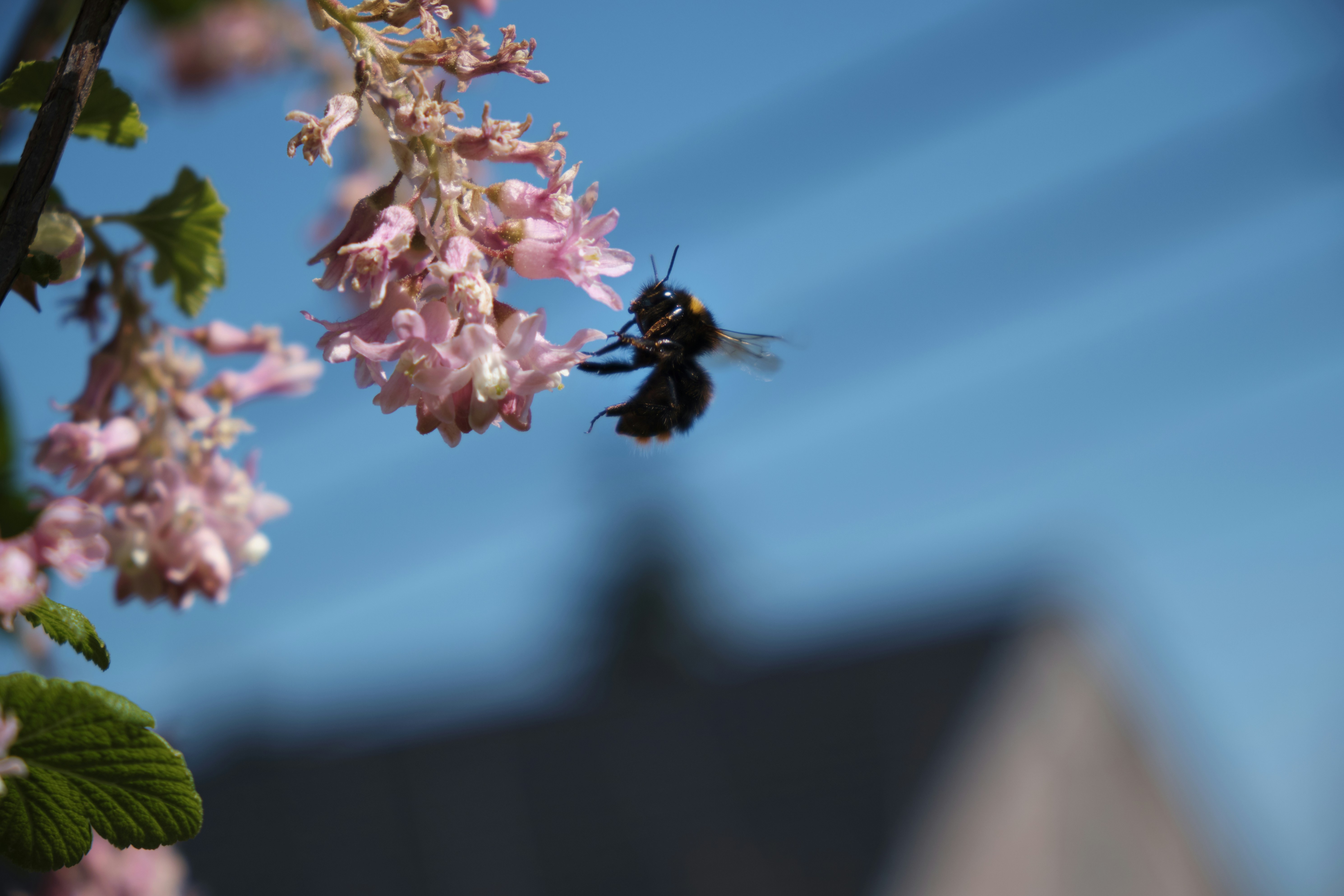 Wingbeat Through Pink Cascade: A Bee in Flight Against a Blue Sky