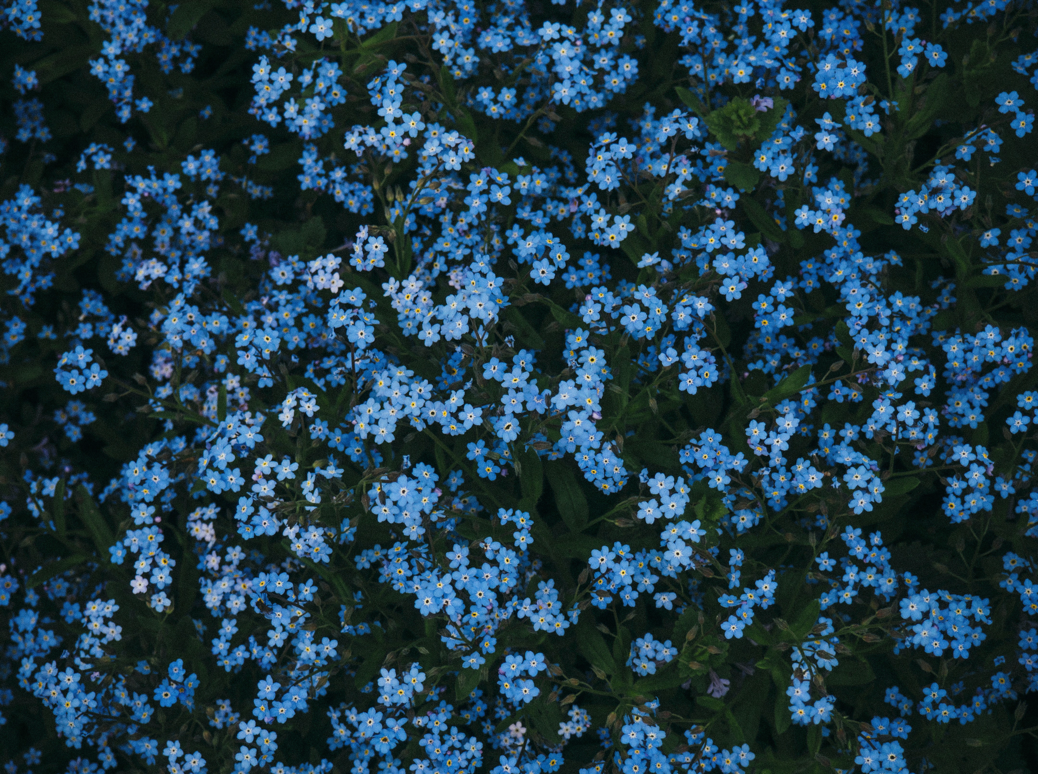 Vibrant clusters of forget-me-not flowers blanket the ground, creating a serene tapestry of blue hues punctuated by delicate green leaves.