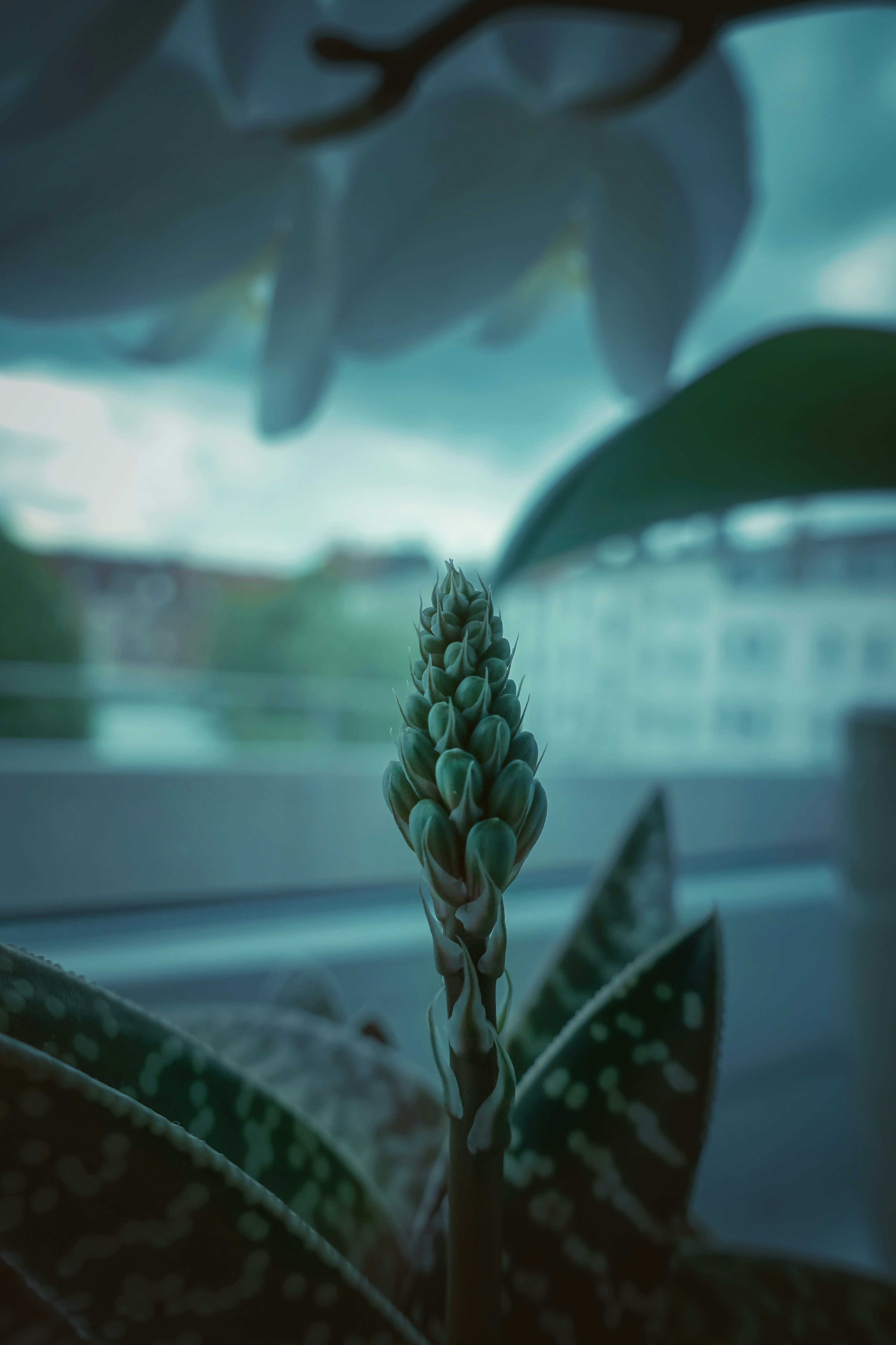 green-leafed plantYan Ots