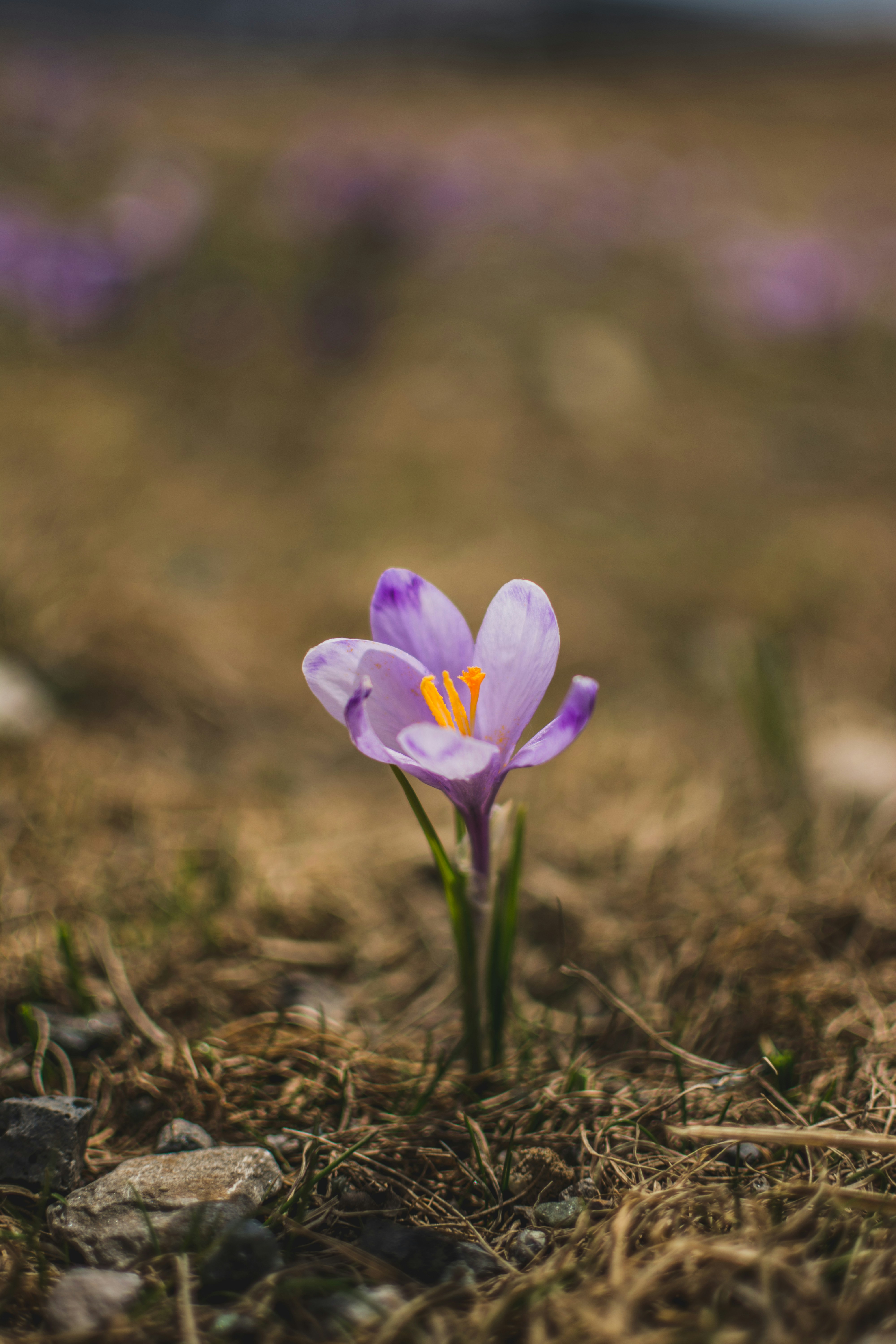 450+ Wild Flower Pictures | Download Free Images on Unsplash