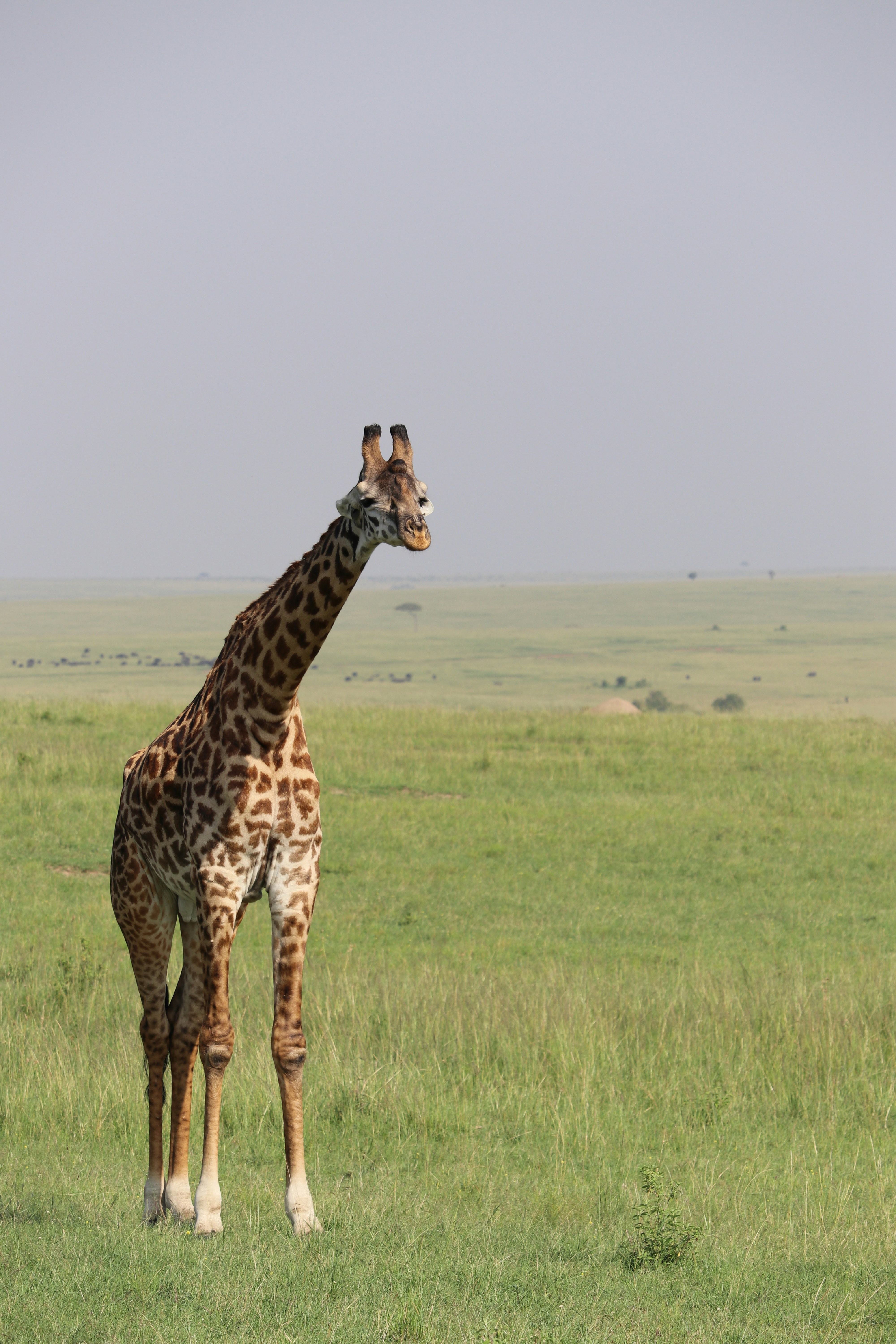 A solitary giraffe stands tall amidst the expansive green plains, embodying the essence of the African wilderness.