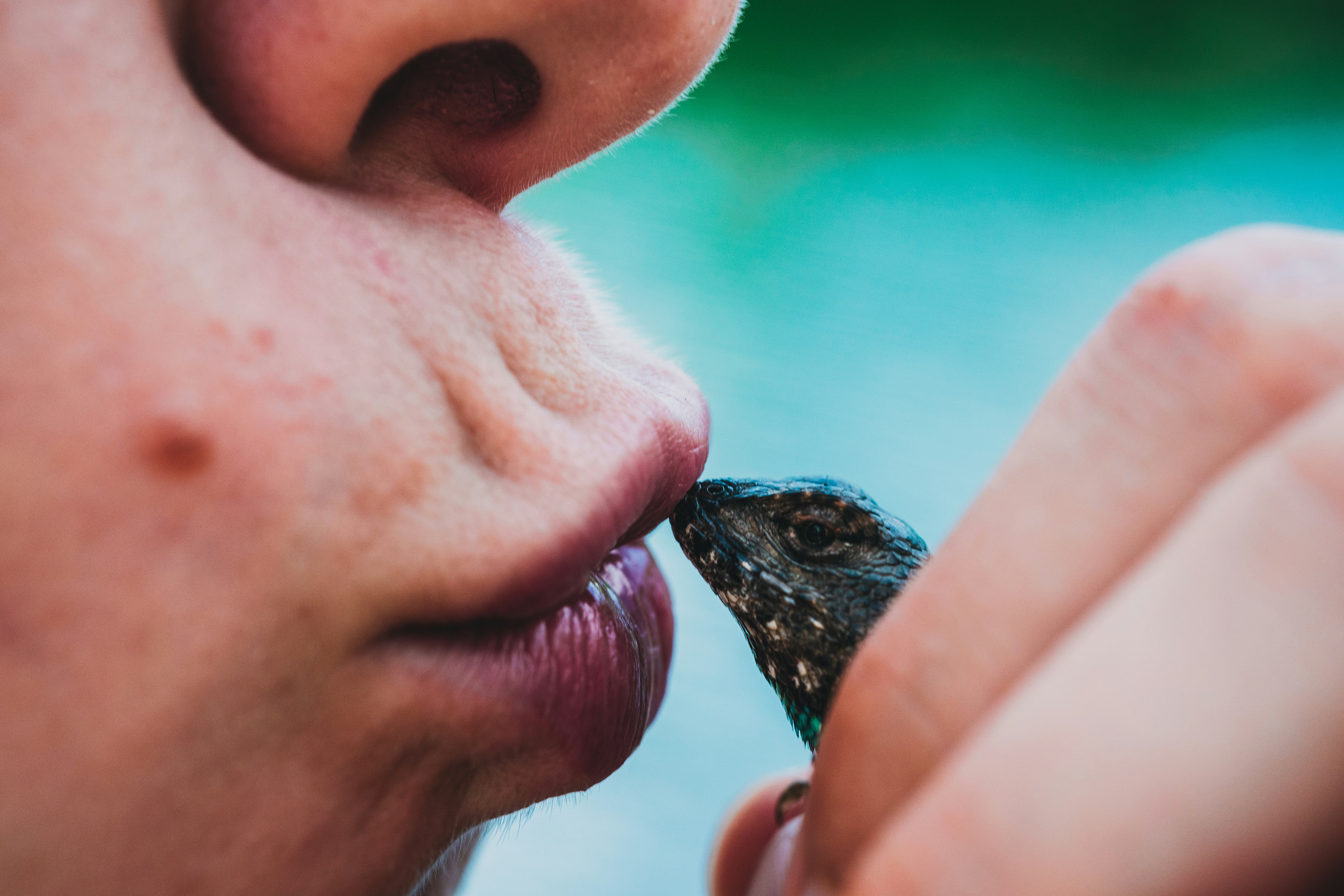 Person kissing black lizard photo – Free Happy Image on Unsplash