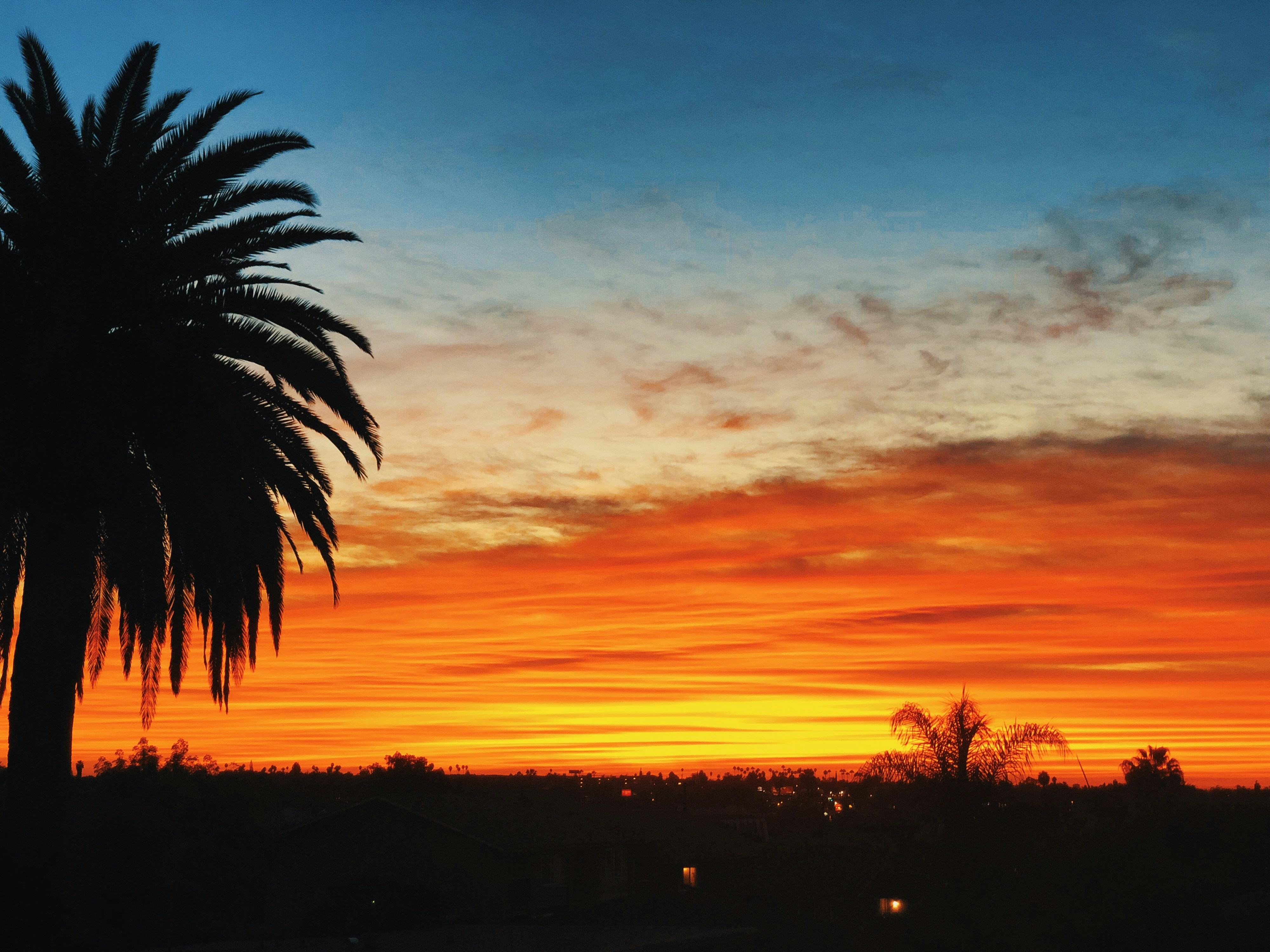 Silhouetted palm tree against a vivid orange and blue sunset sky.