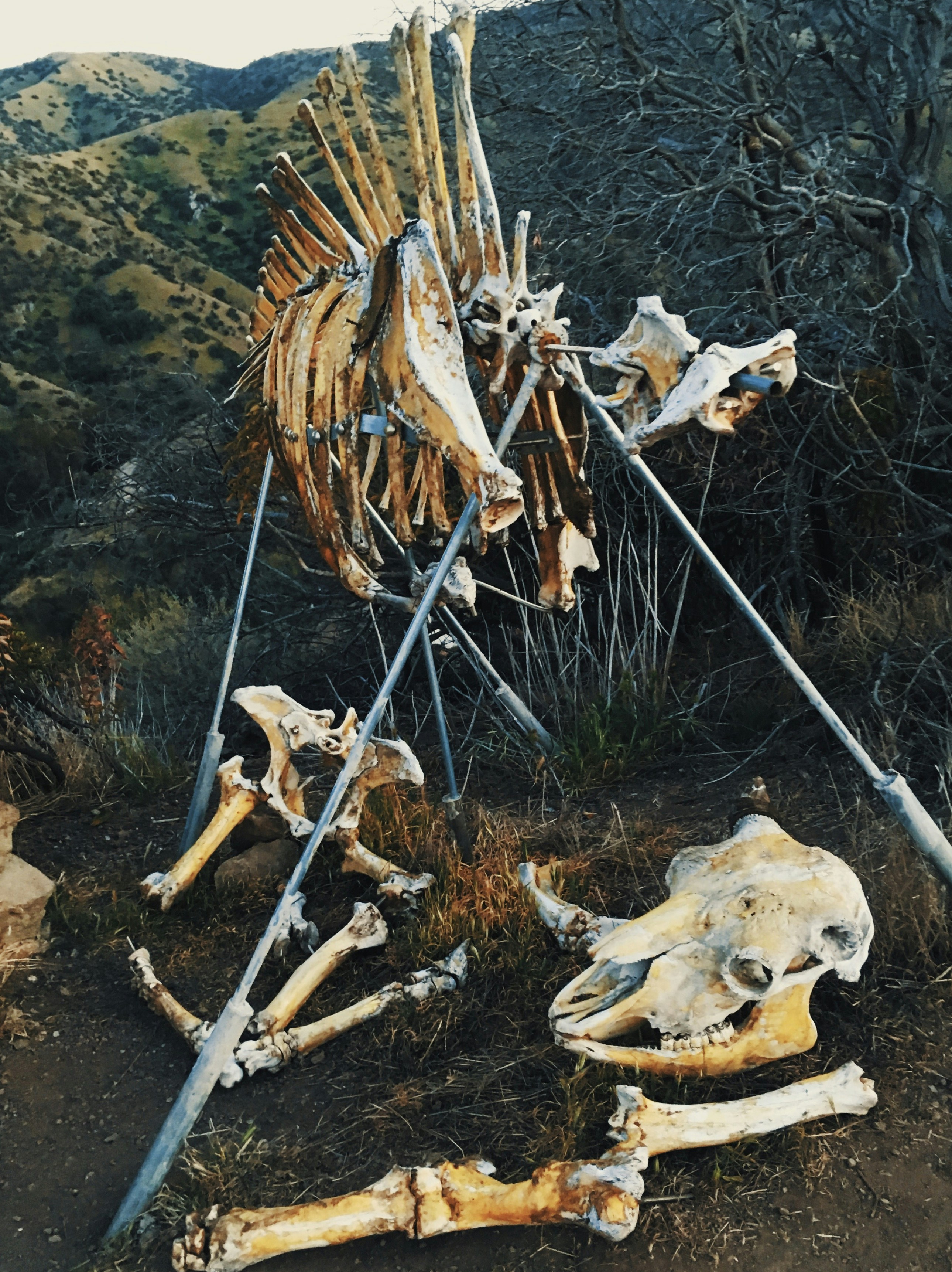 A skeletal structure of a prehistoric creature displayed in a natural setting, surrounded by dry foliage and hills. The remains evoke a sense of ancient history and curiosity.