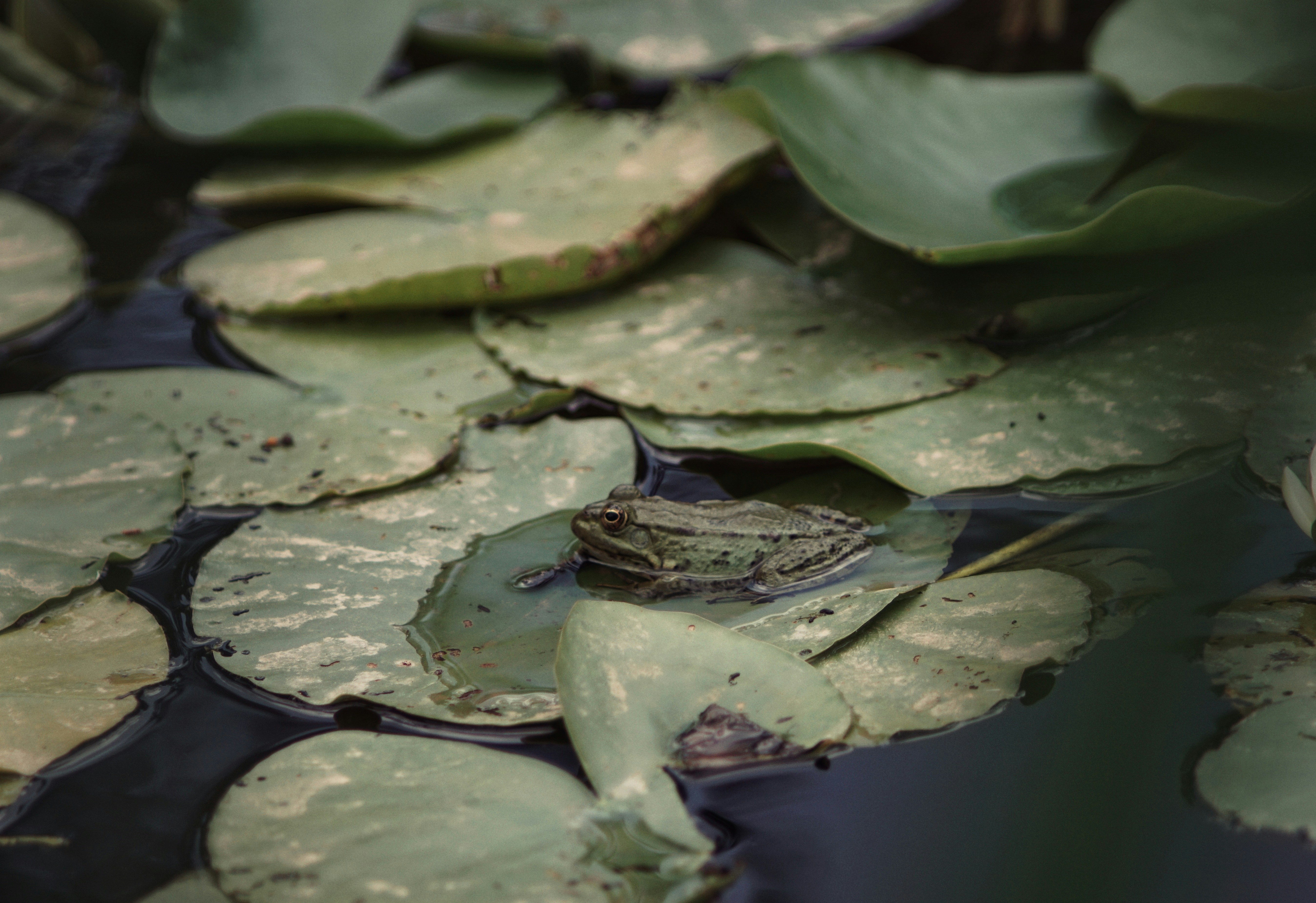 A green frog resting among lily pads on a tranquil water surface, showcasing the harmony of nature.