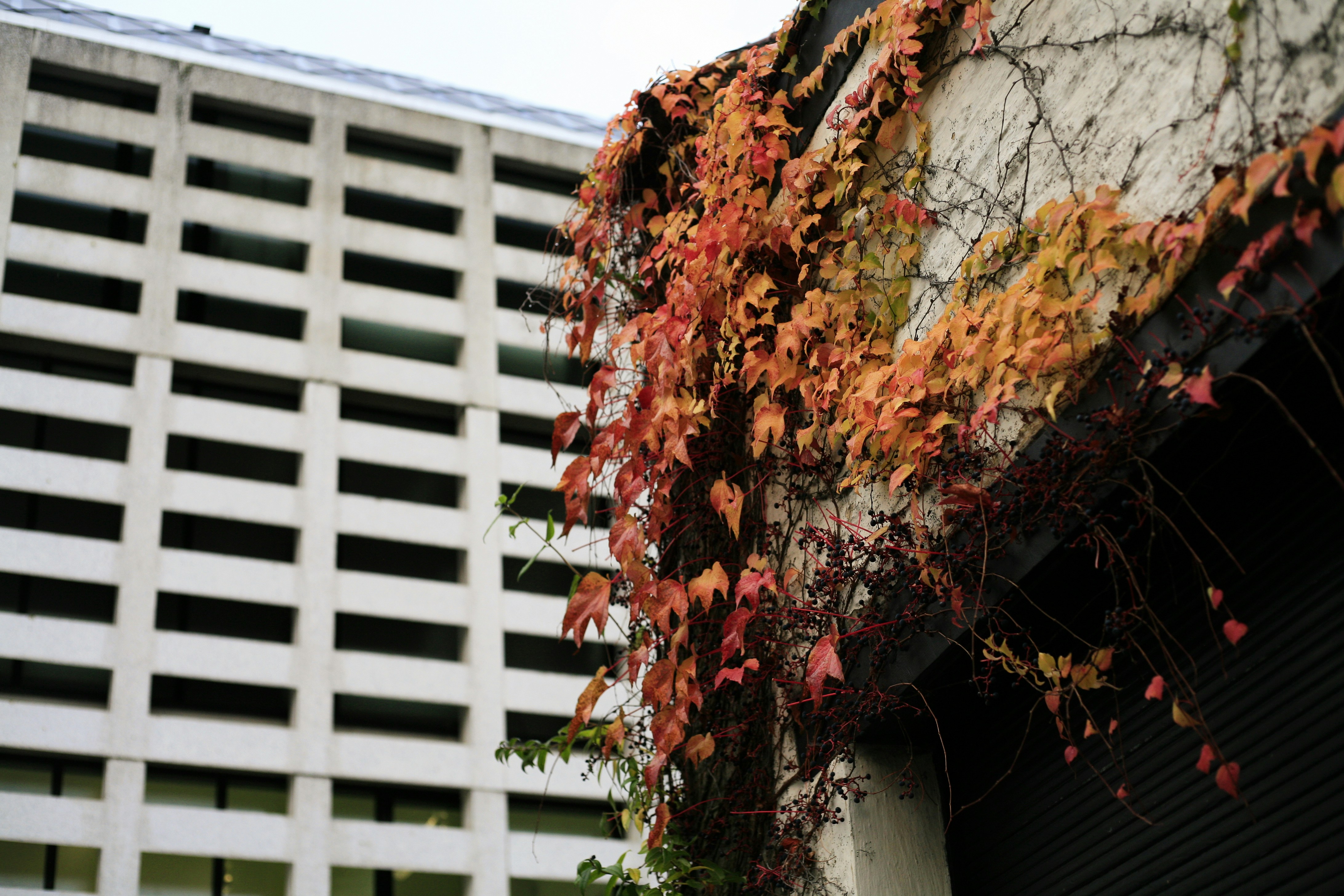 Vibrant autumn leaves cascade over a concrete structure beside an office building.