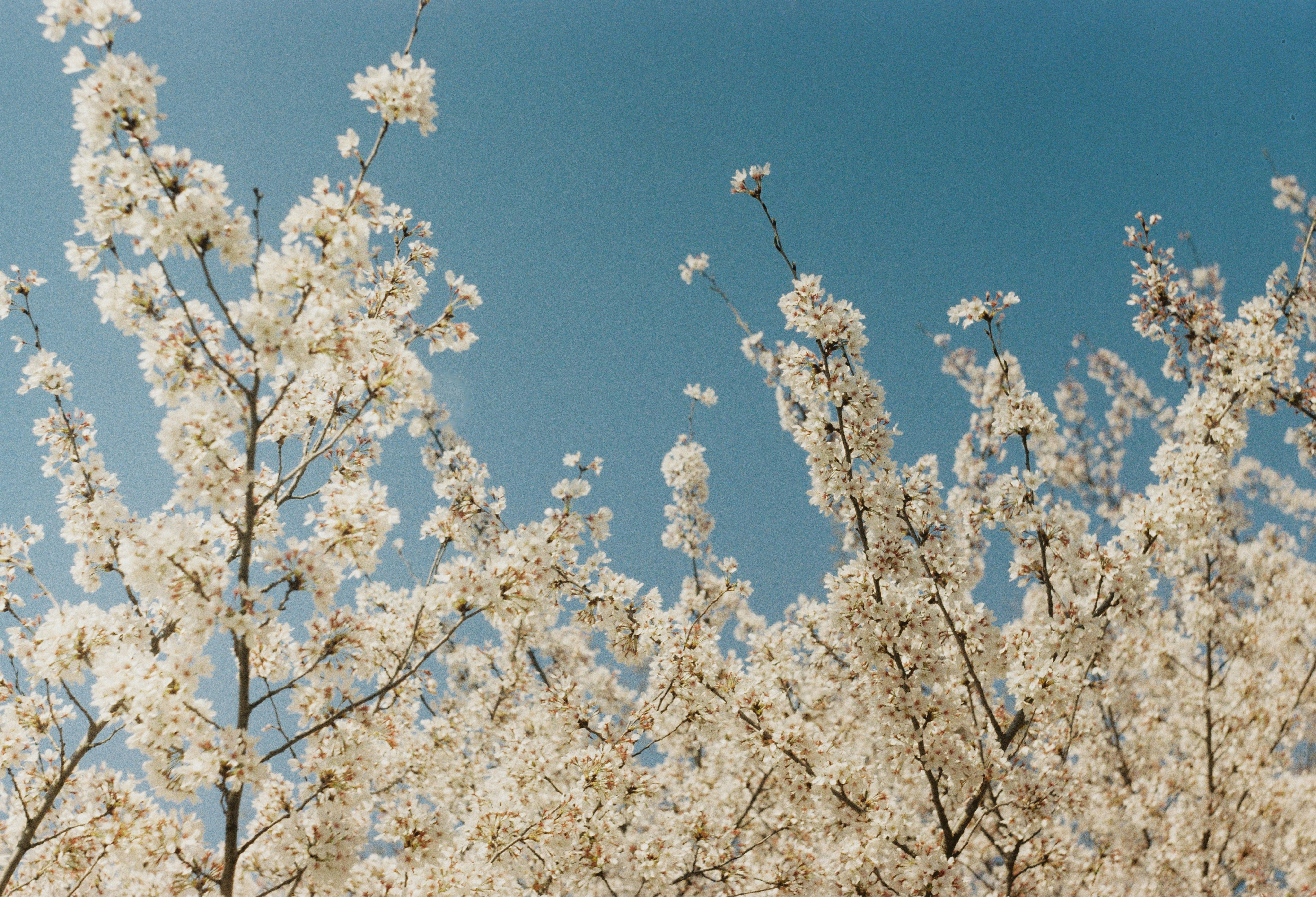 Delicate white blossoms adorn branches against a clear blue sky, signaling the arrival of spring.