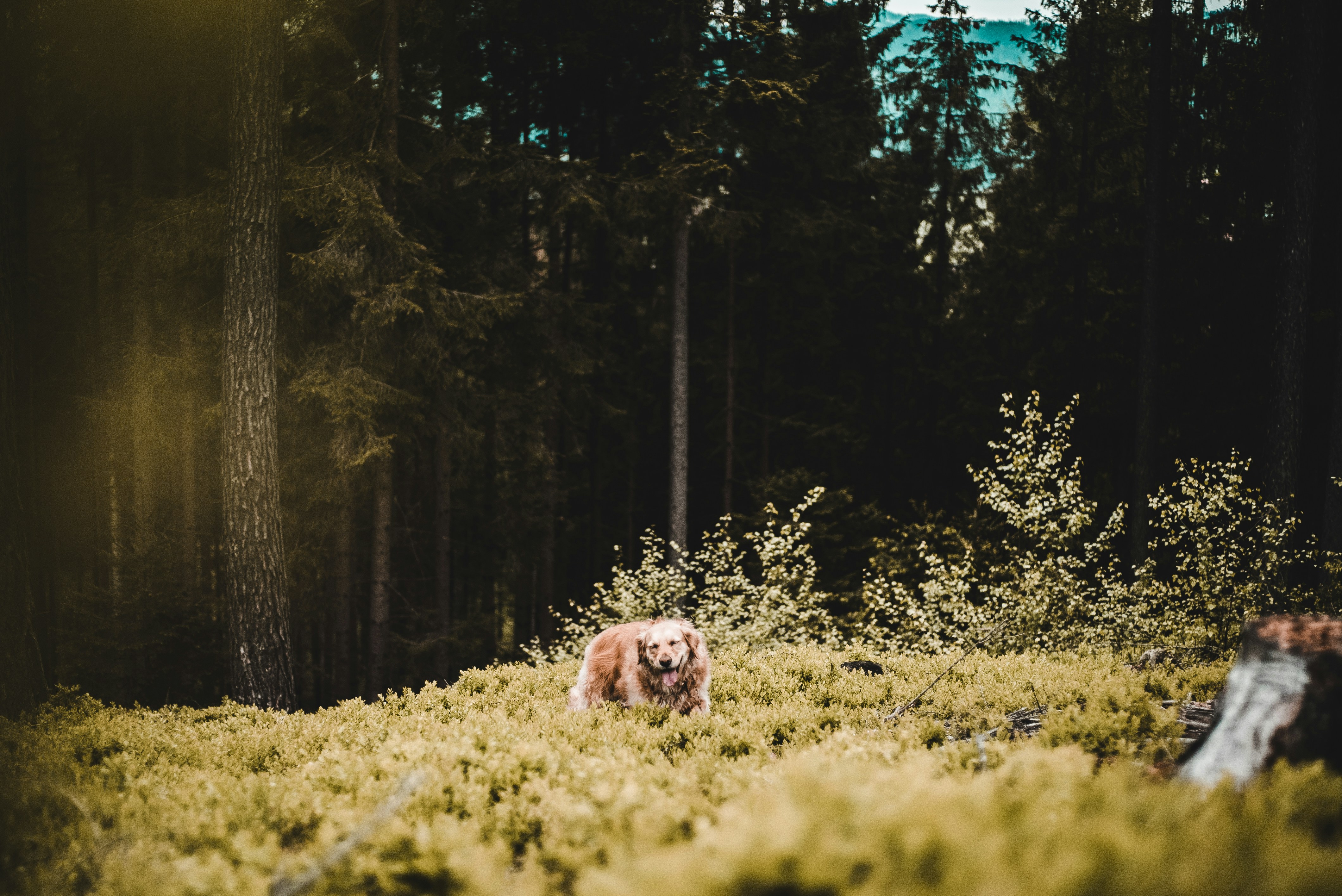Yellow Labrador retriever on green field surrounded with tall and green ...