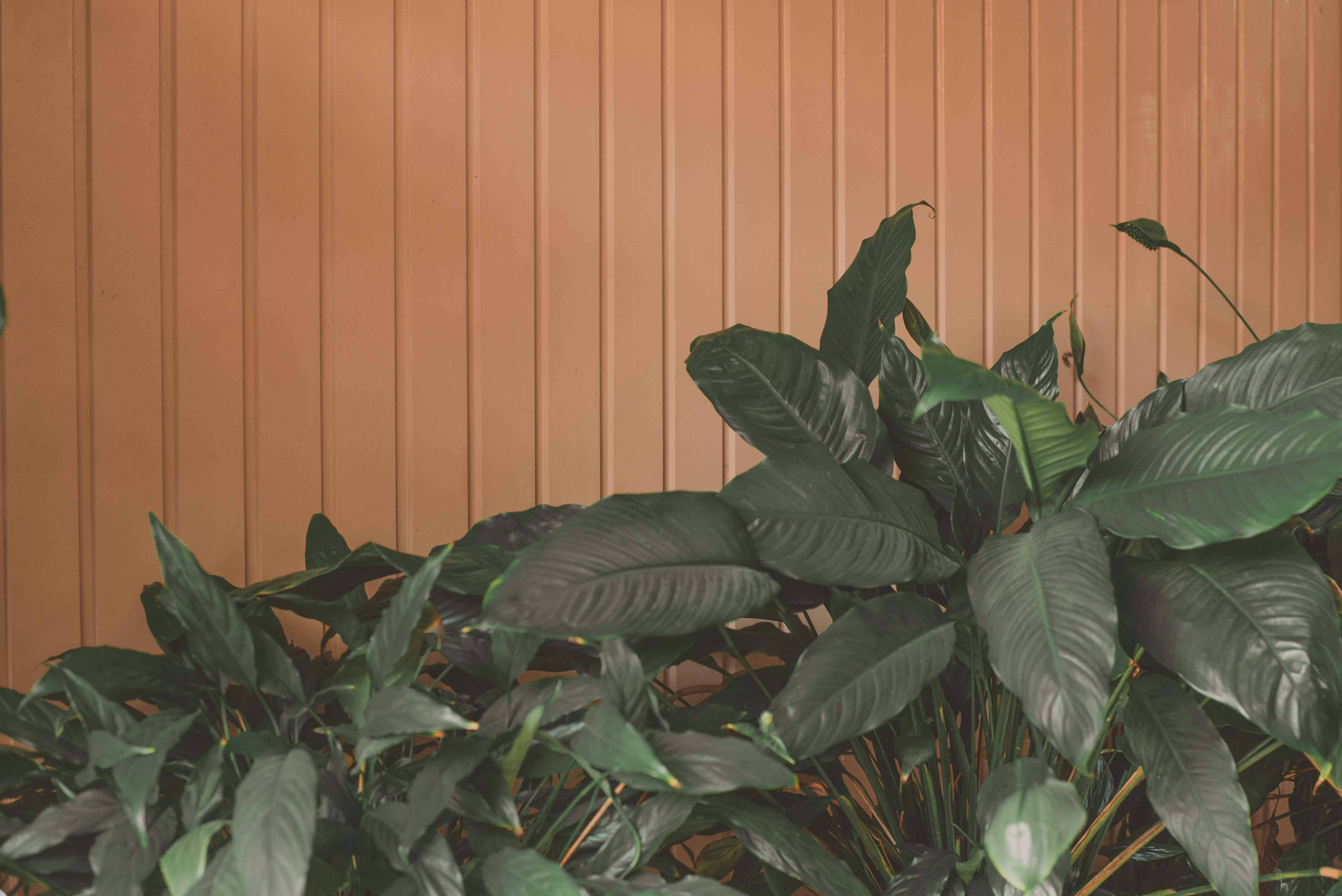 Urban Jungle: Green Foliage Against a Warm Wall