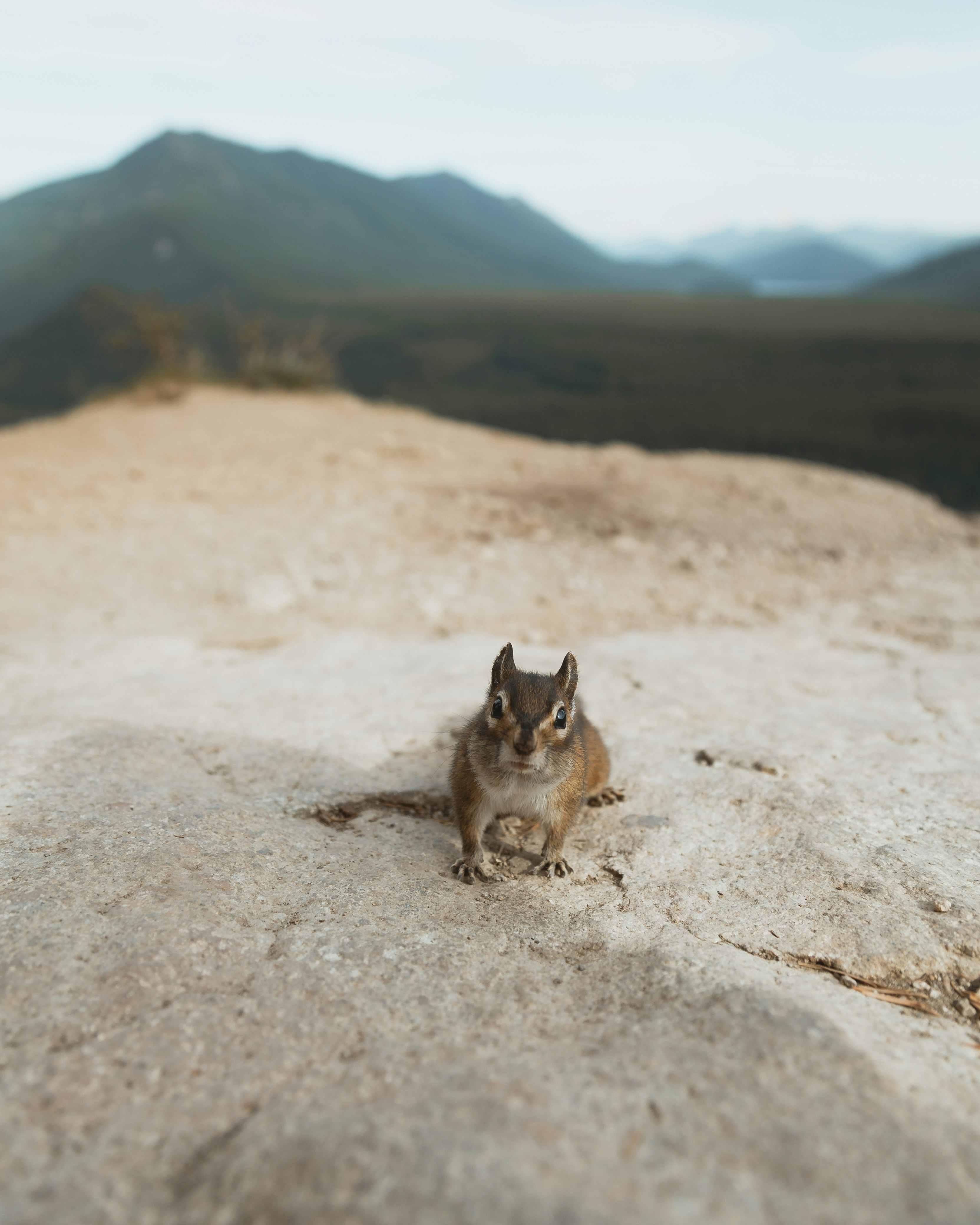 A Curious Ground Squirrel Stands Against a Desert Backdrop