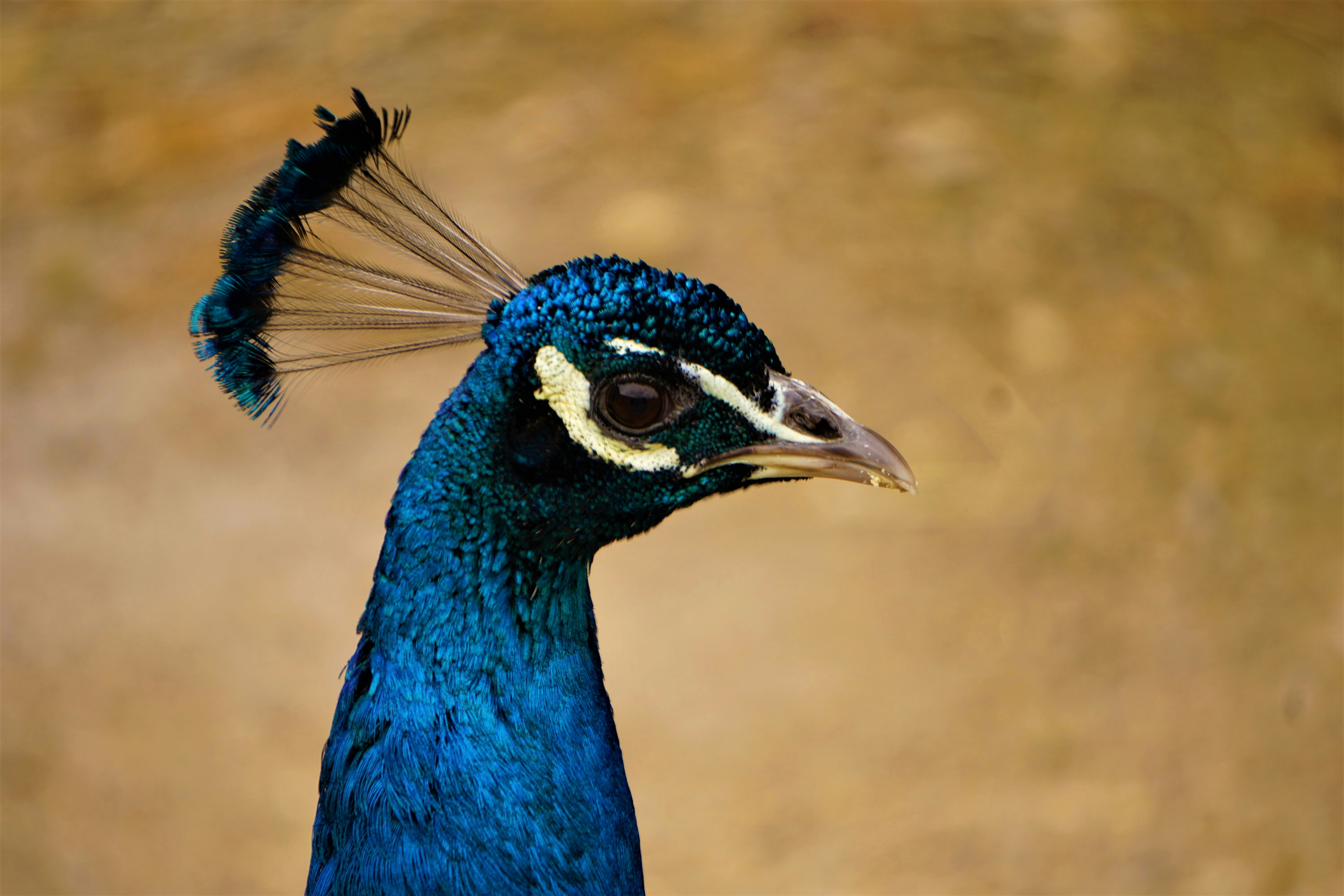 Azure Crest: Close-Up of a Peacock’s Eye and Plumage Detail