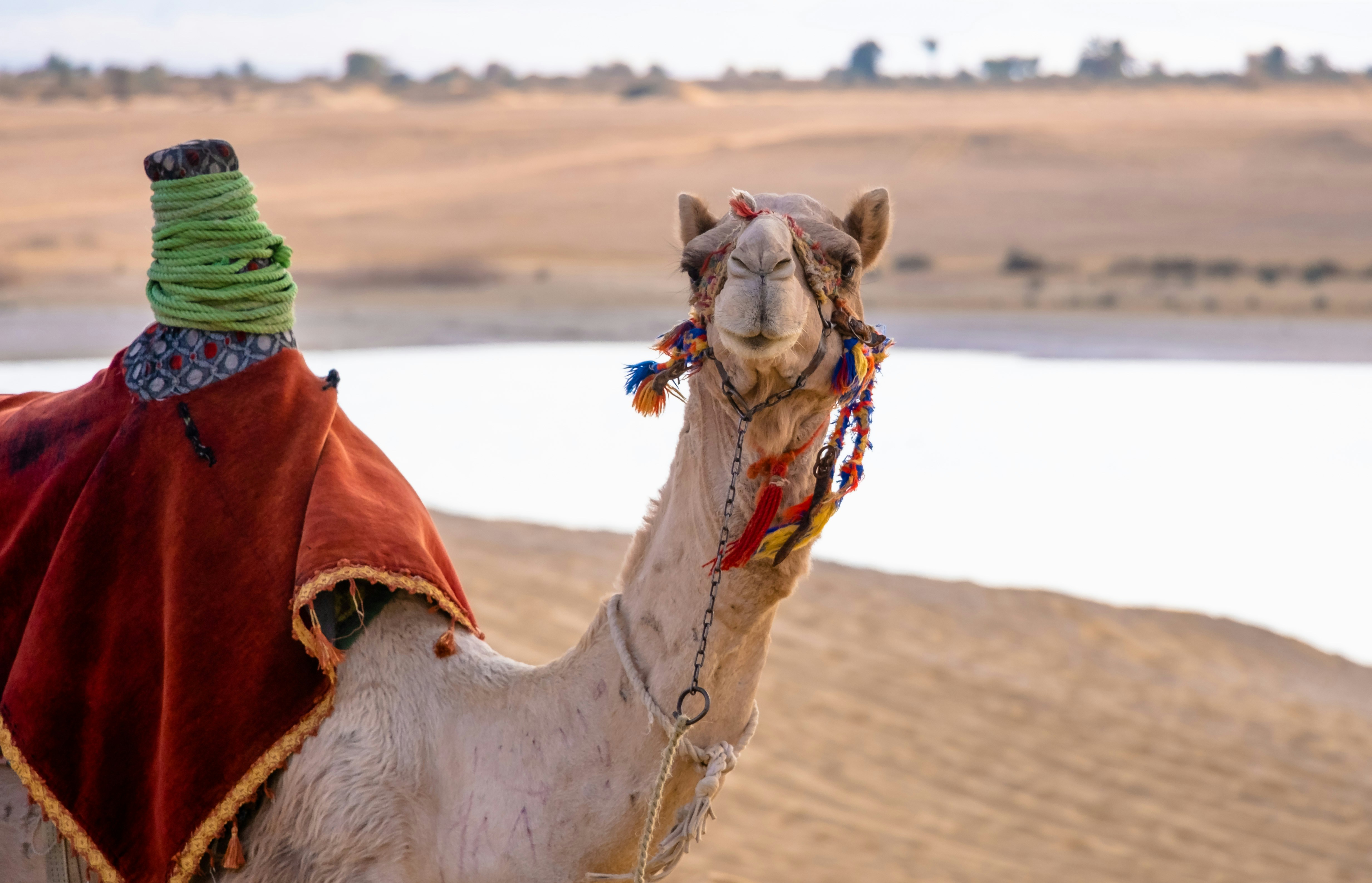 A decorated camel stands proudly against a backdrop of golden sand dunes and a shimmering body of water, showcasing its vibrant accessories.