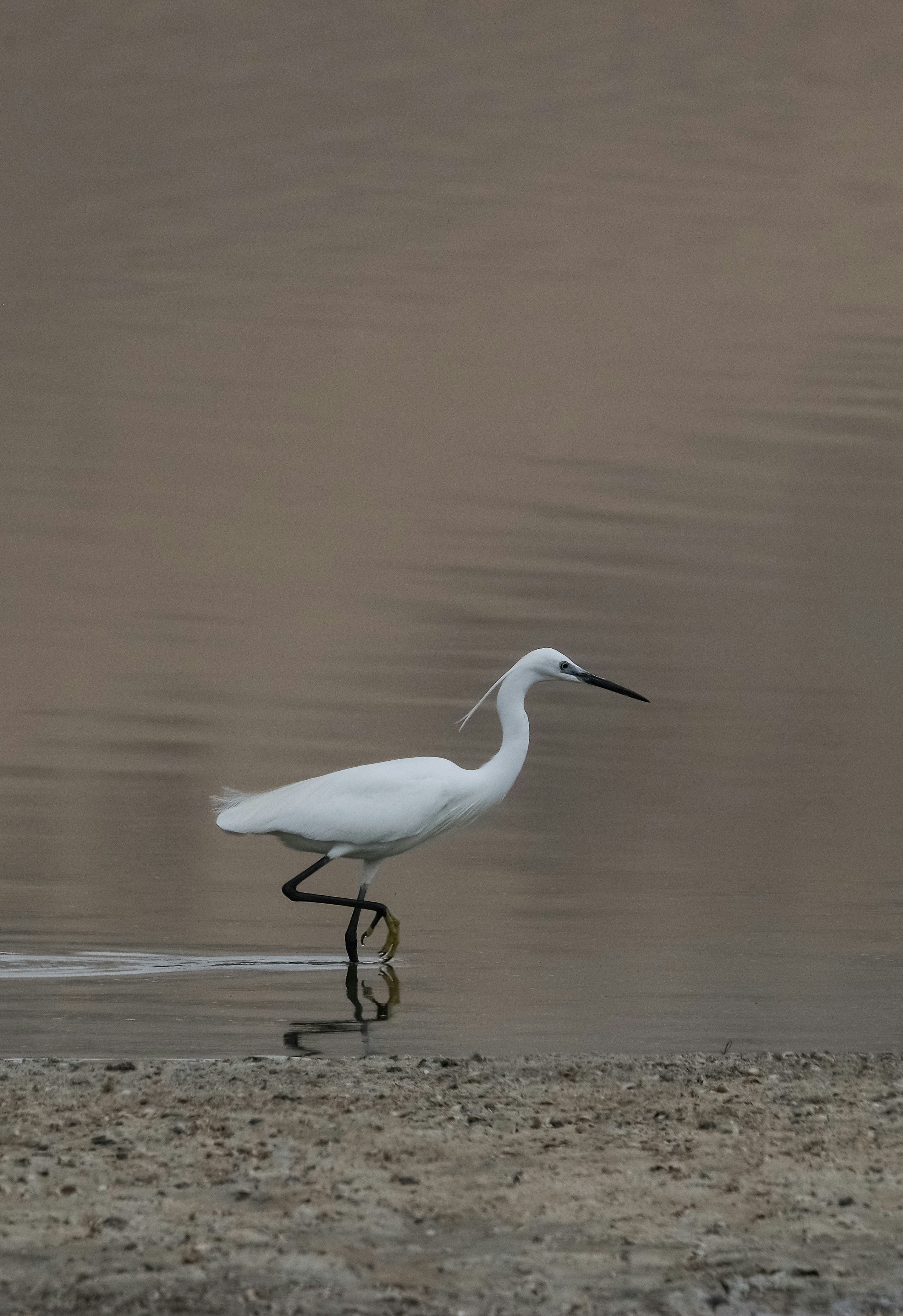 The Quiet Sentinel: An Egret Patrolling a Reflective Shore