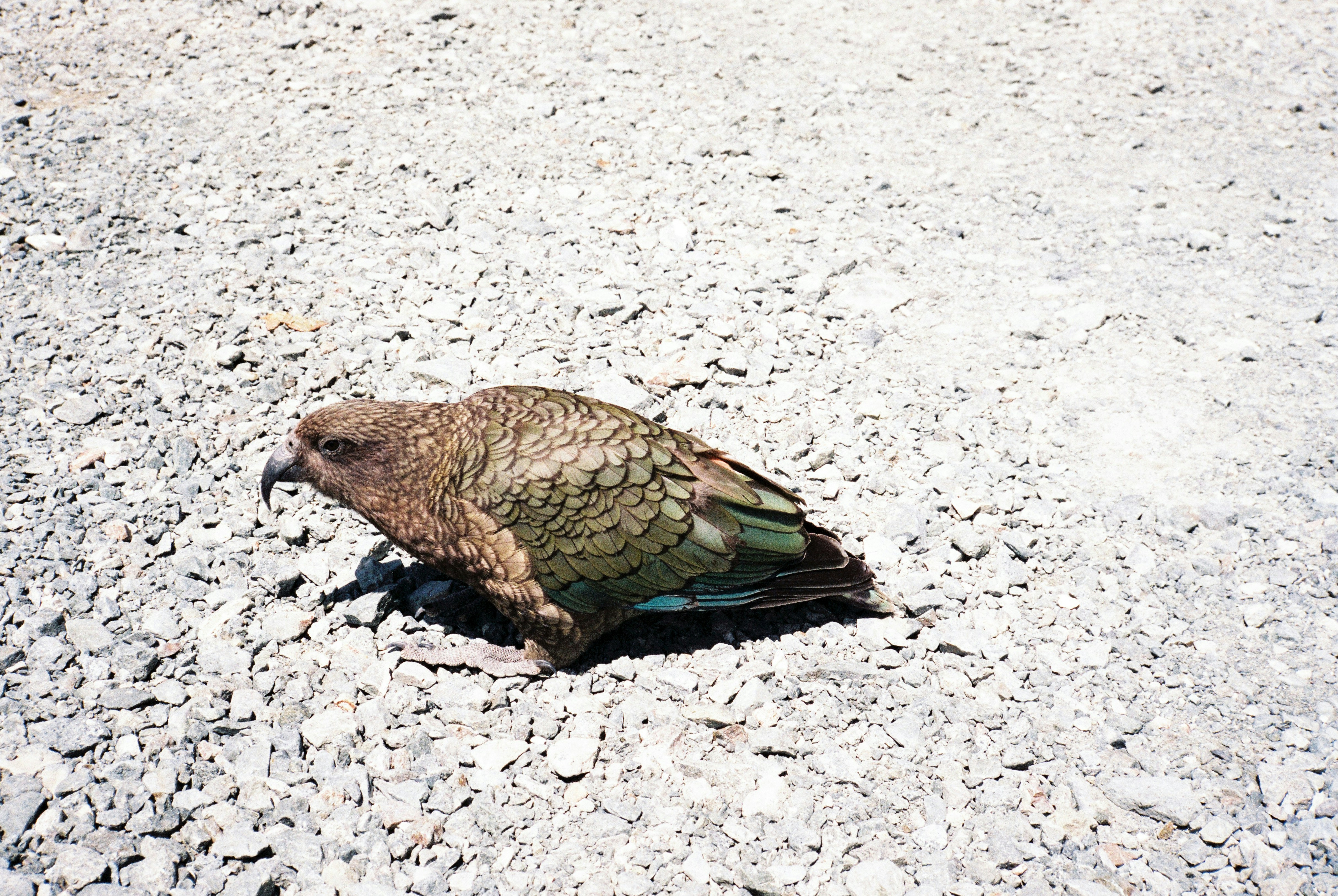 A kea bird resting on a rocky terrain, showcasing its unique plumage and inquisitive nature.