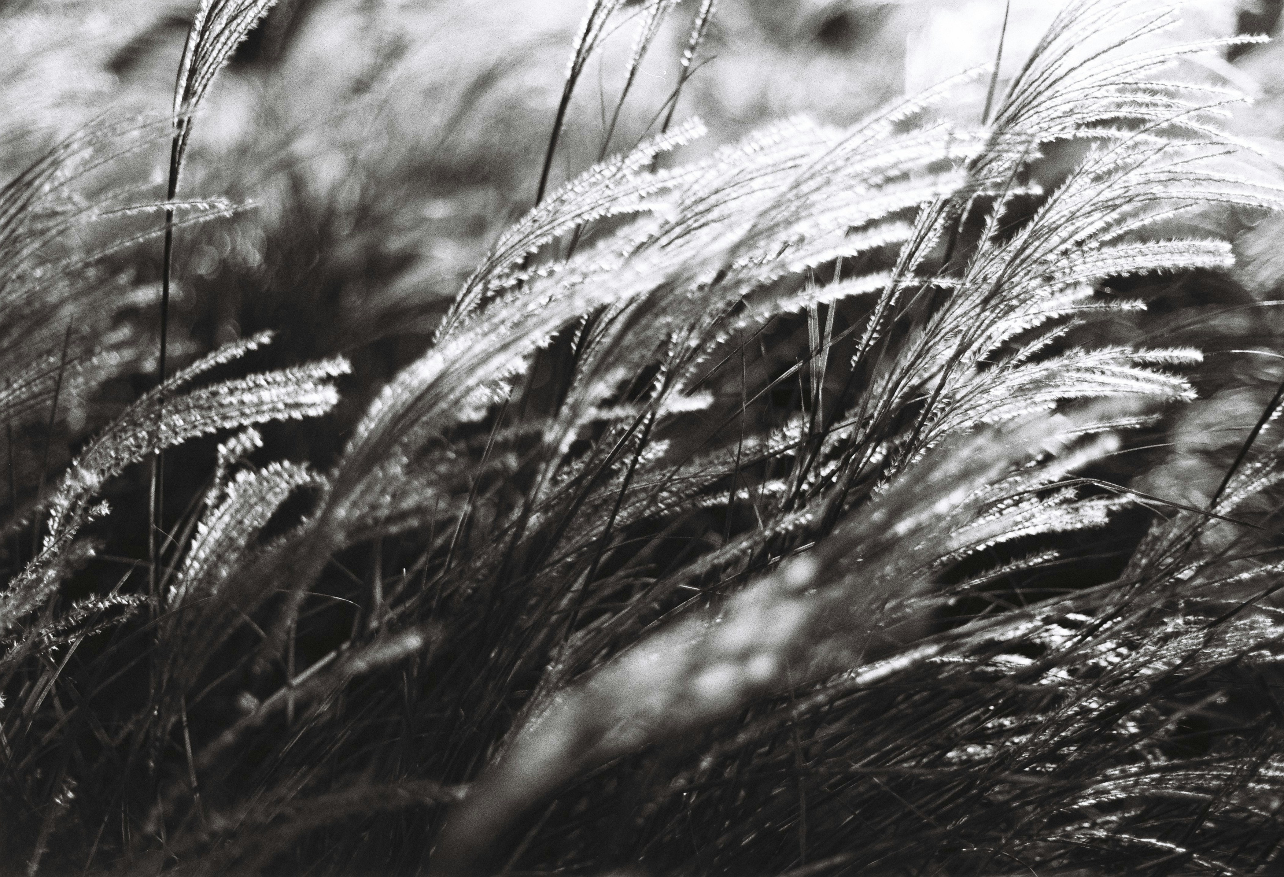 Whispers of Grass: A Quiet Sweep Through Monochrome Tines