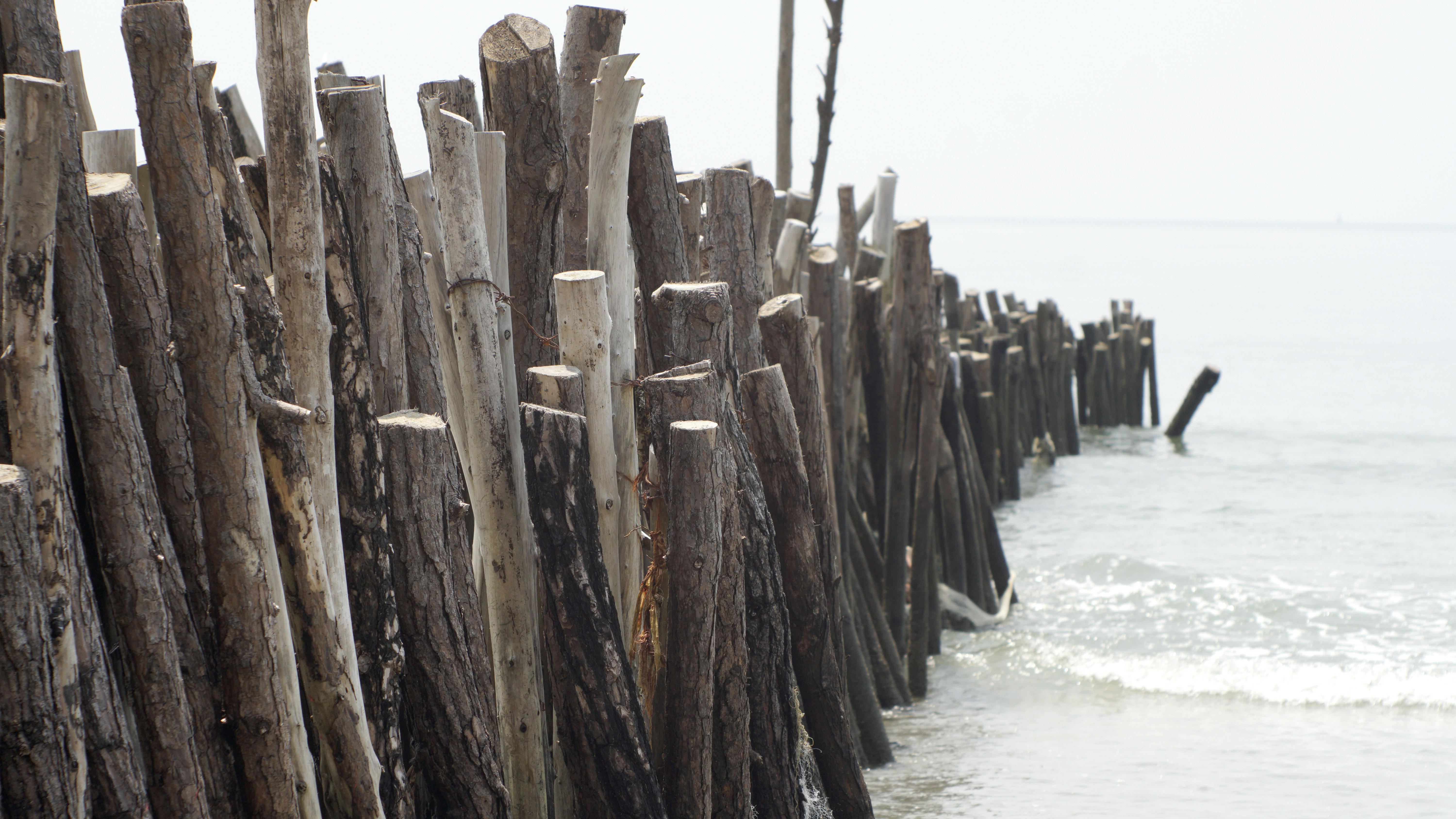 Rugged Piers: Weathered Timber Stalwarts marching toward the sea