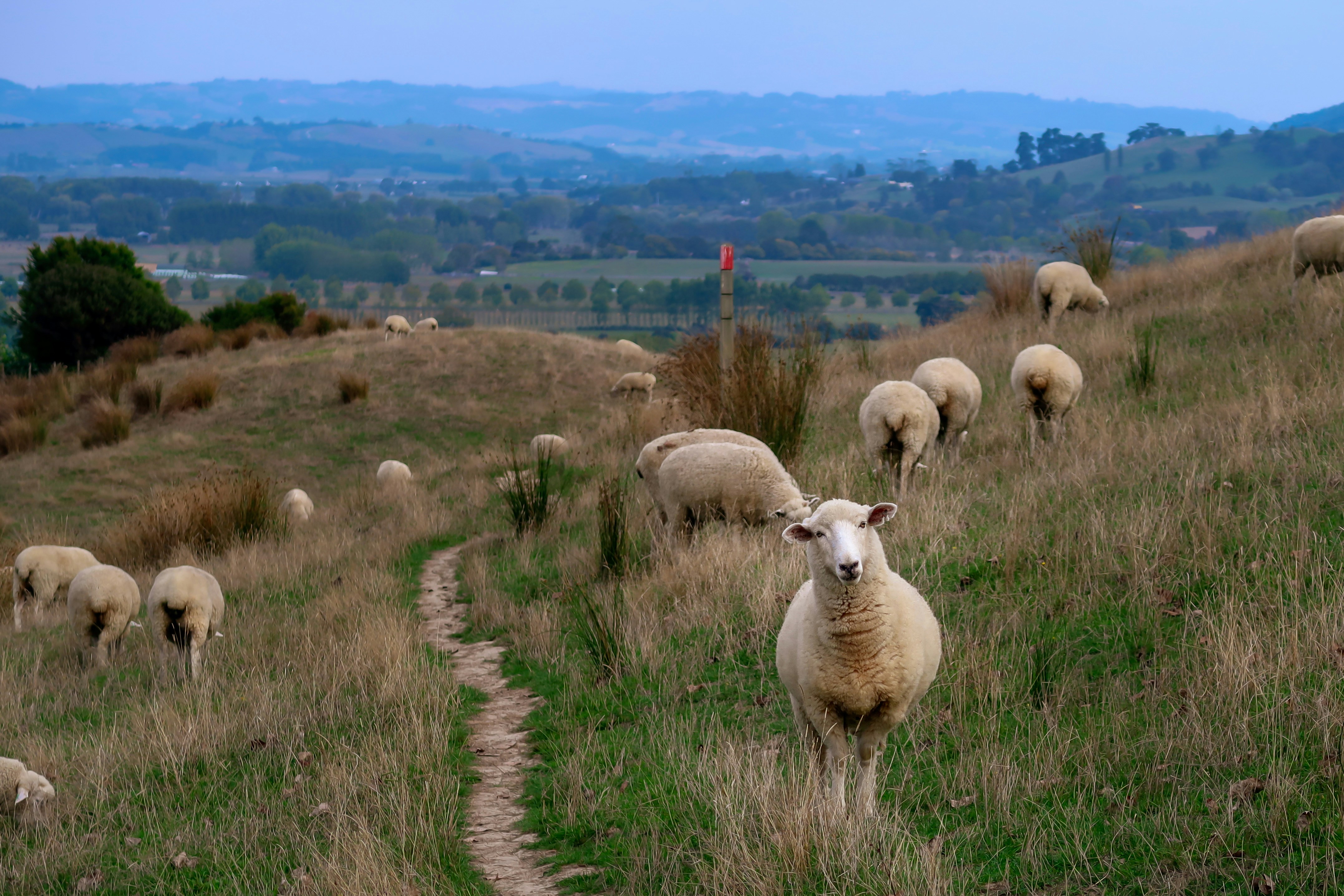 Watchful Sentinel on the Hill: A solitary ewe anchors a wandering flock