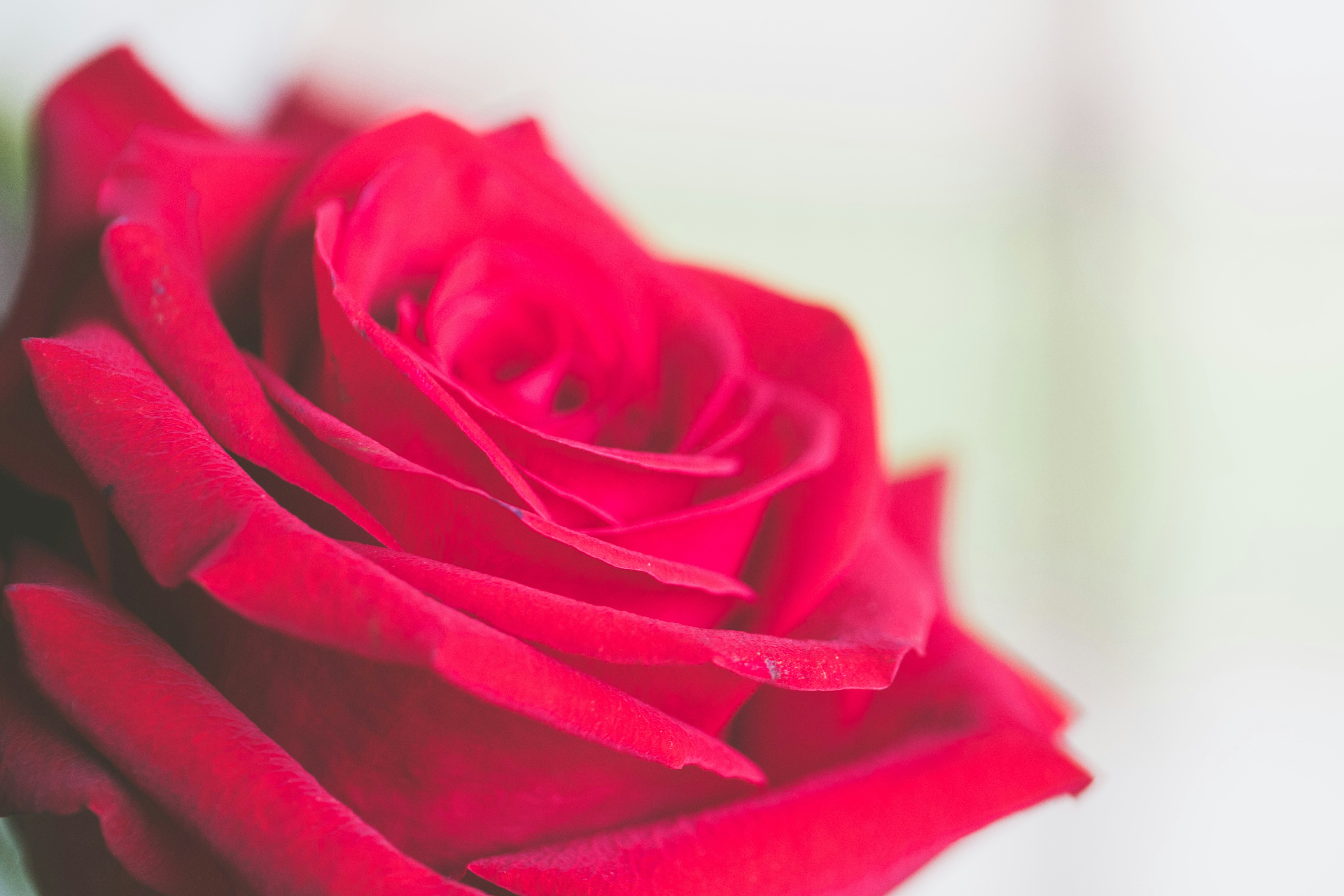 Red rose flower photo – Free Red Image on Unsplash
