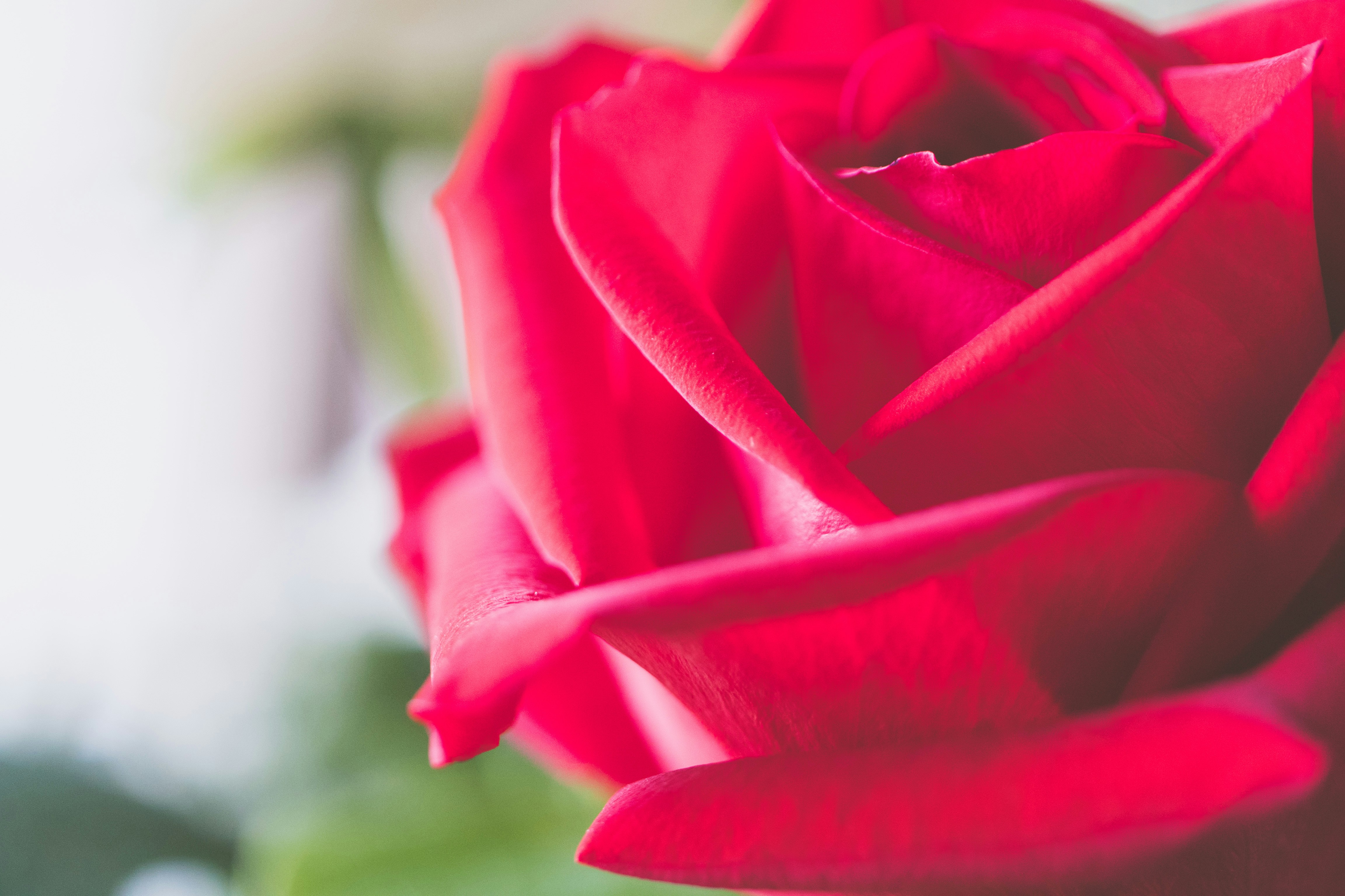 Red rose flower photo – Free Red Image on Unsplash