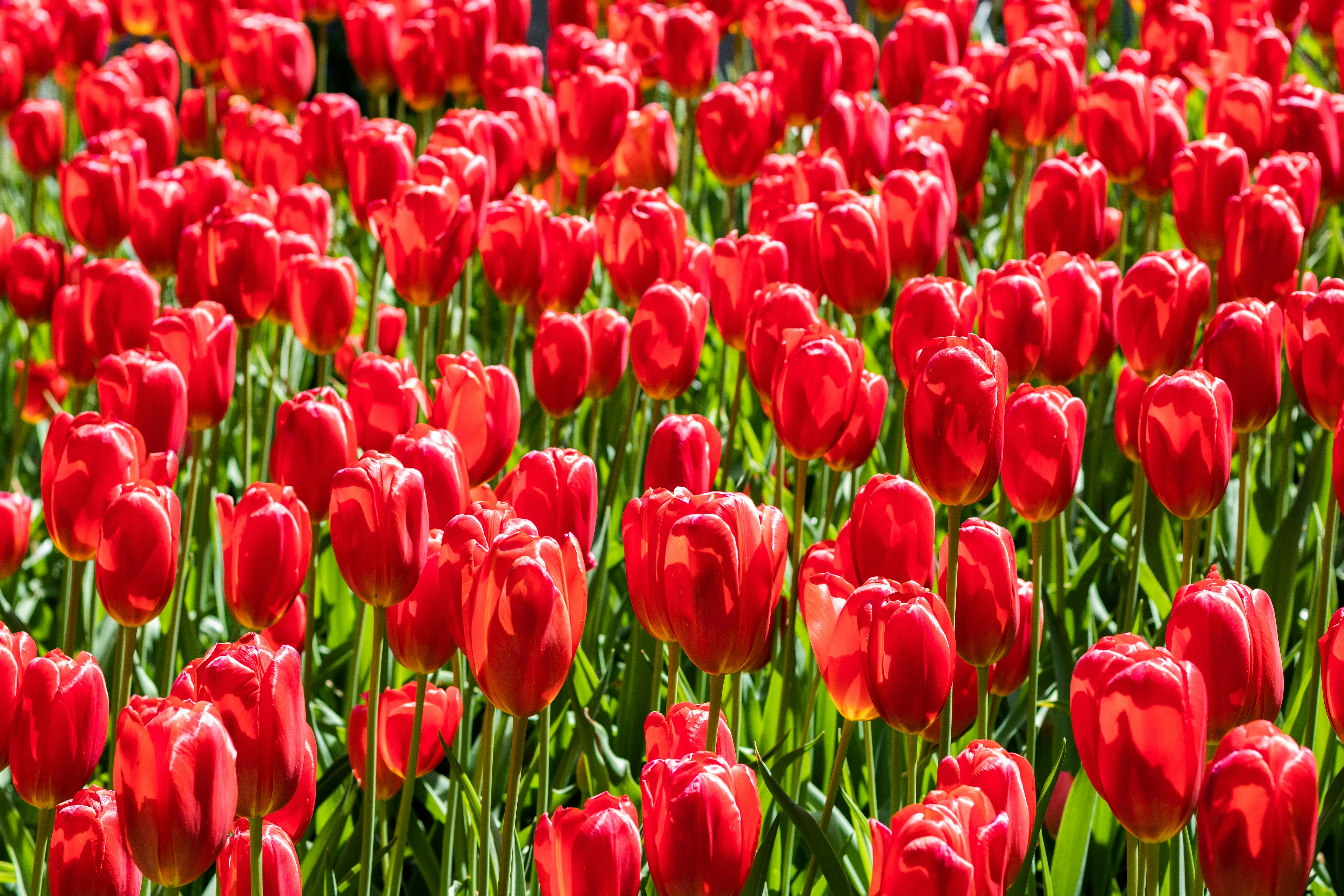 Champ de fleurs de tulipes rouges en fleurs photo – Photo Rouge ...