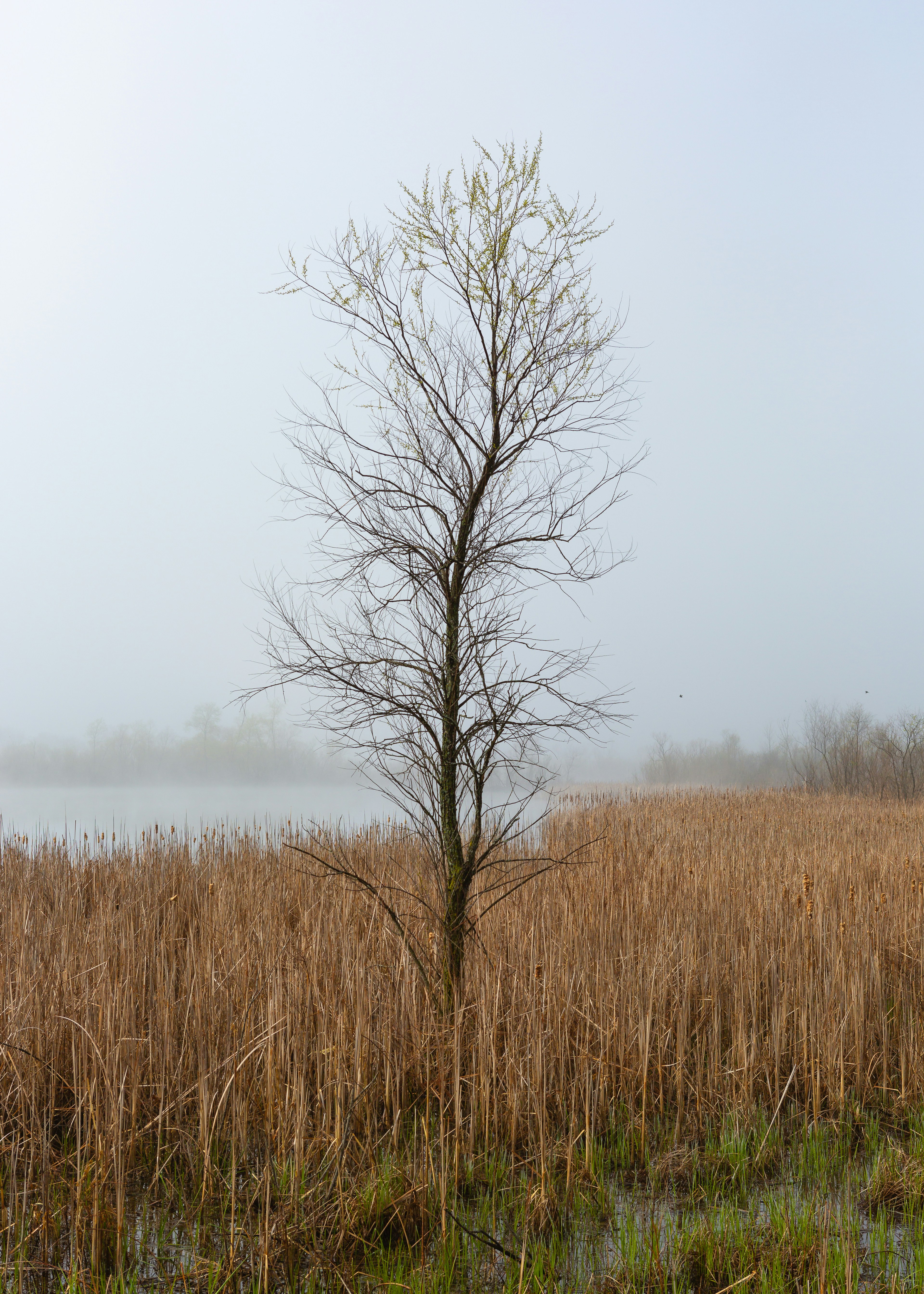 A lone tree stands amidst tall grasses in a foggy wetland, evoking a sense of tranquility and isolation.