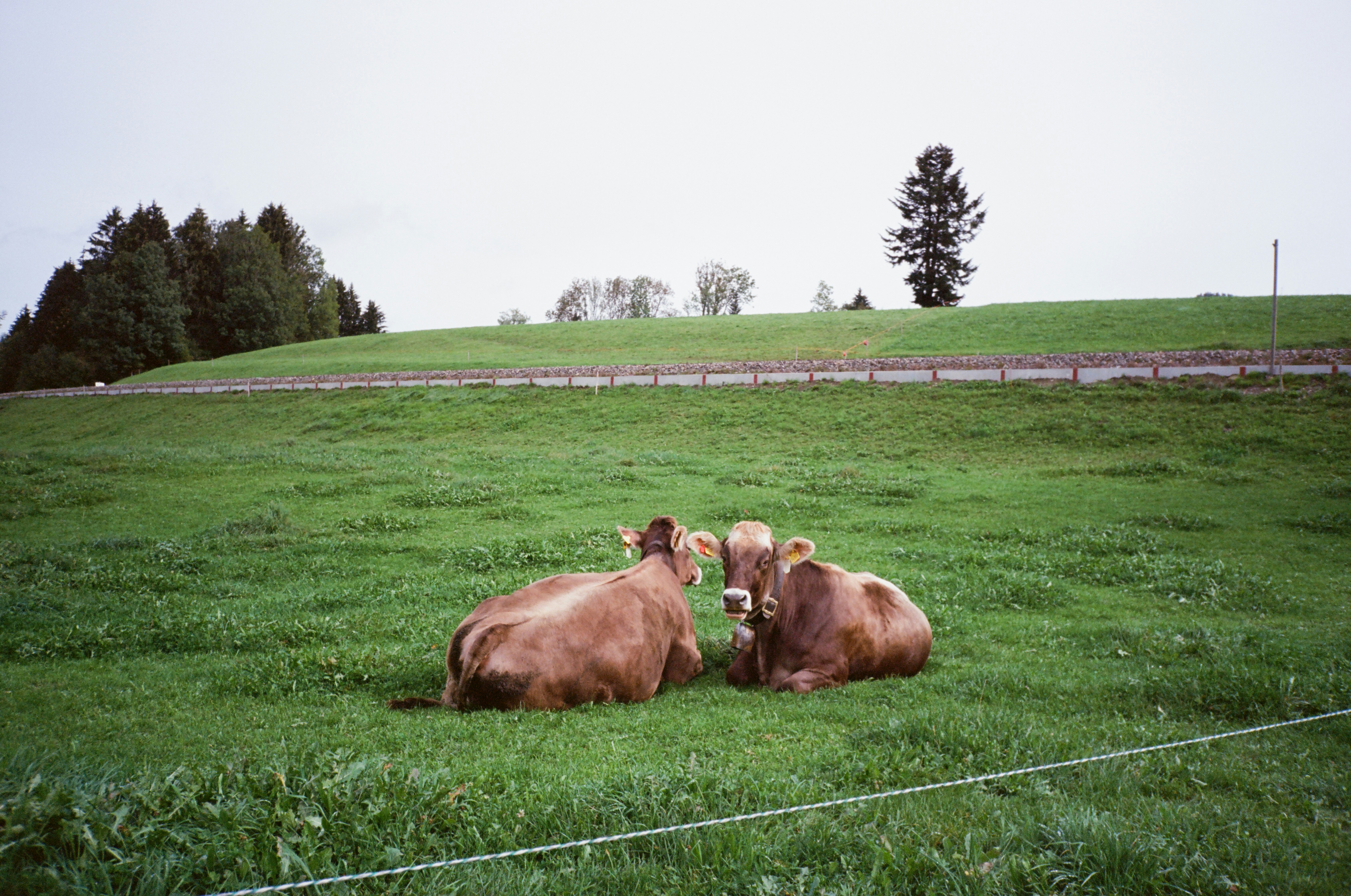 Pasture Companions: Two Cows Resting on a Rolling Hill