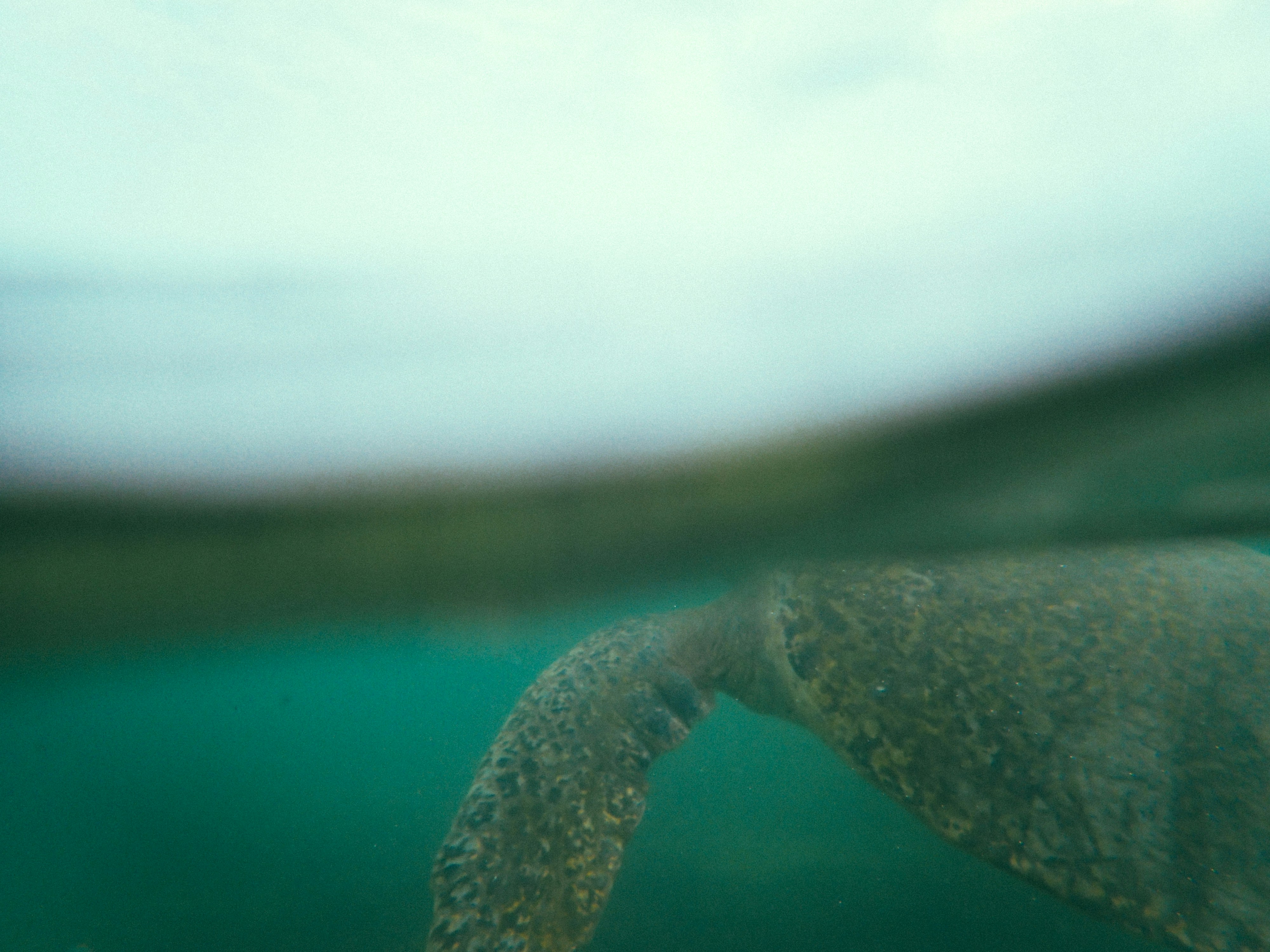 Underwater close-up of a textured, curved form emerging from turquoise water.