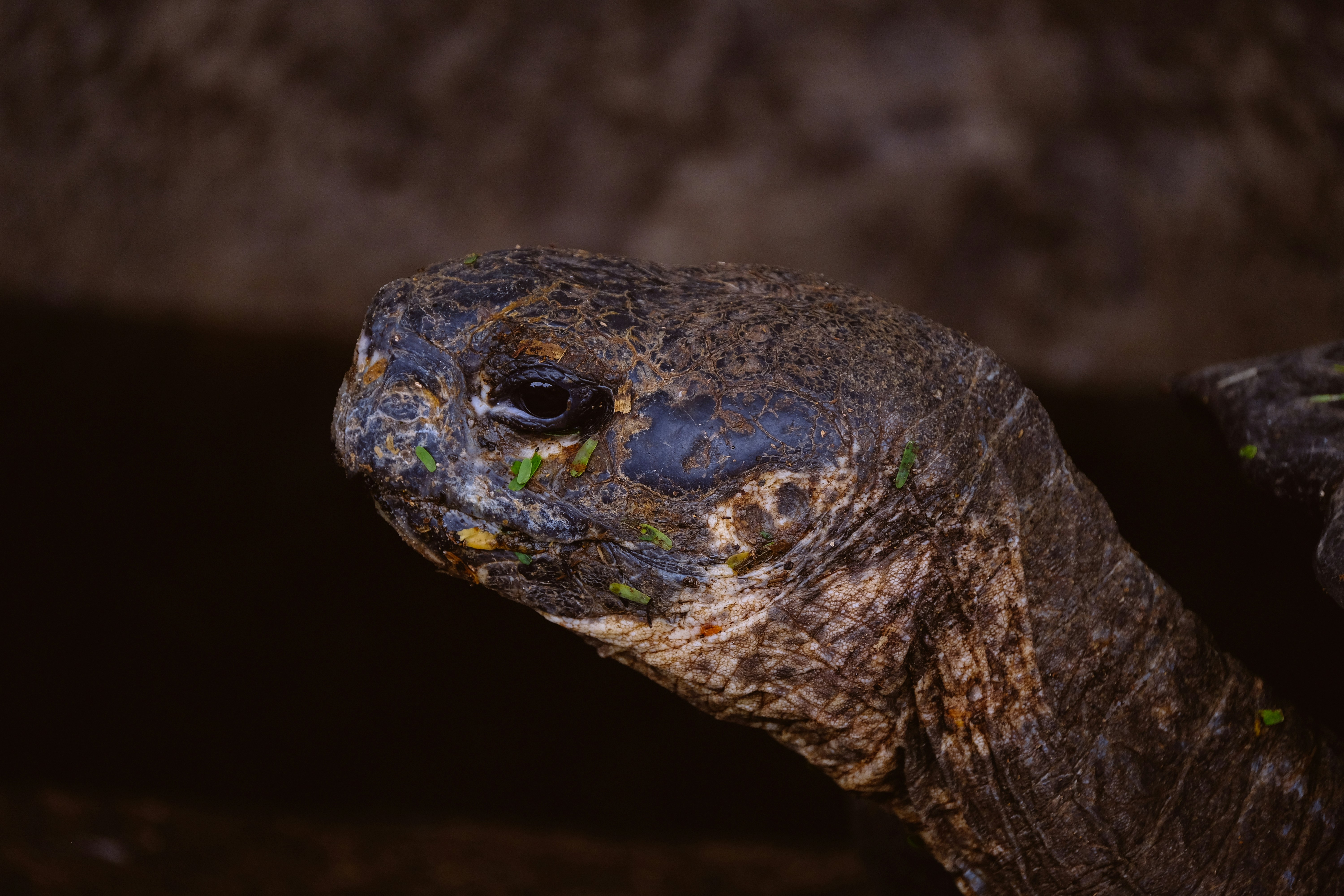 Shadowed Gaze: Close-Up of a Leaf-Streaked Lizard in Darkness