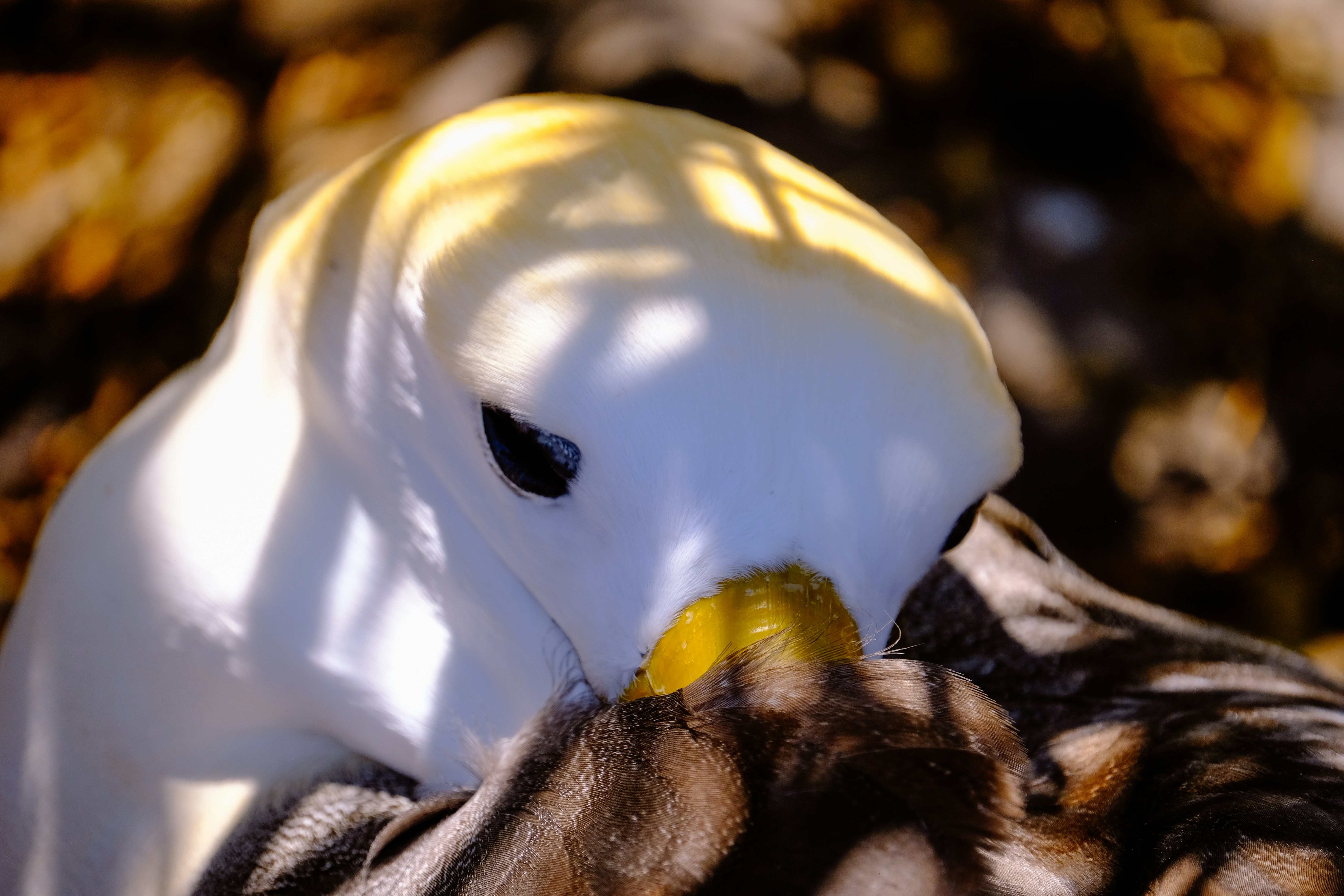 White Goose in Shadowed Autumn Light