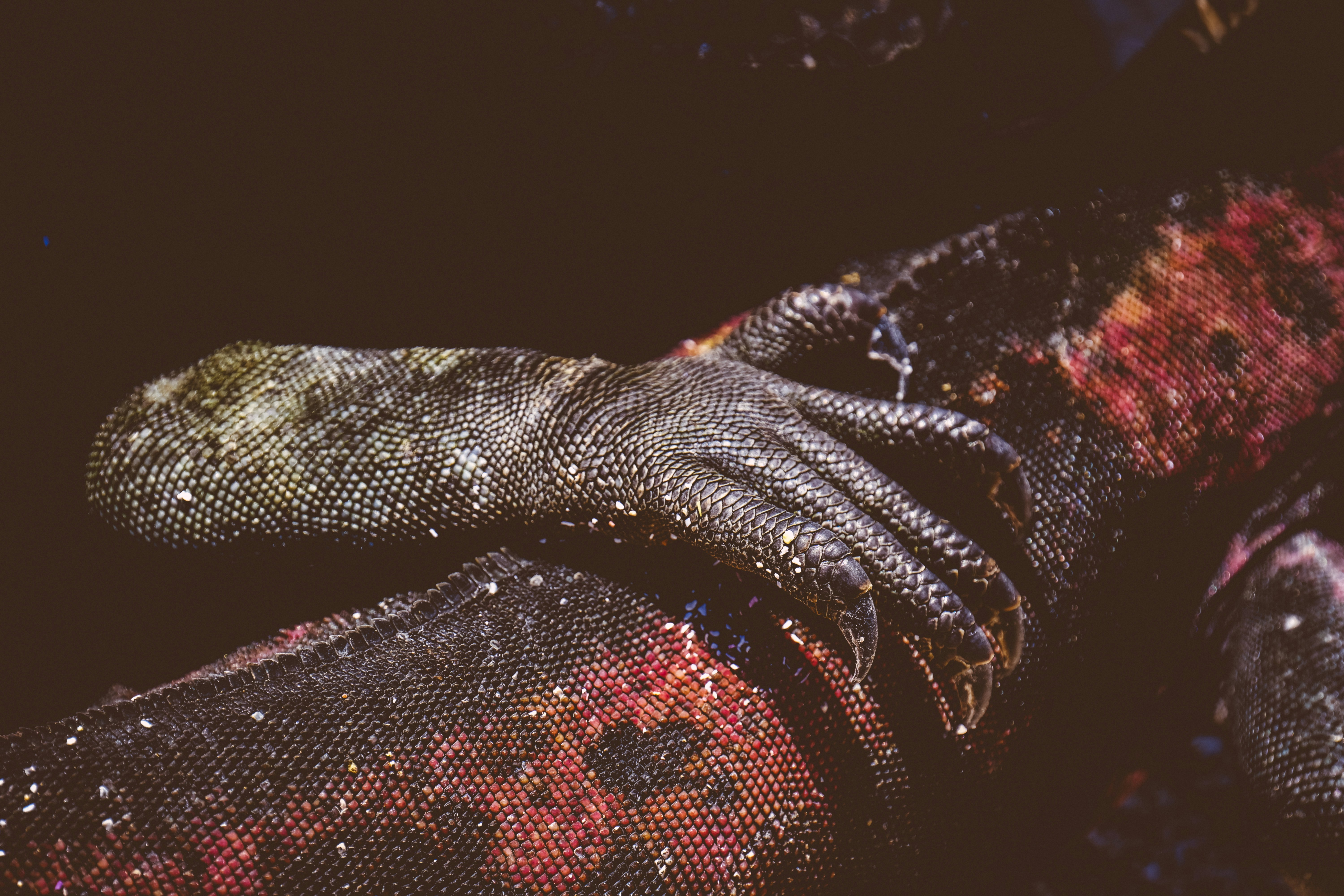Shadowed Scales: Macro Portrait of a Reptile's Grip on Weathered Bark