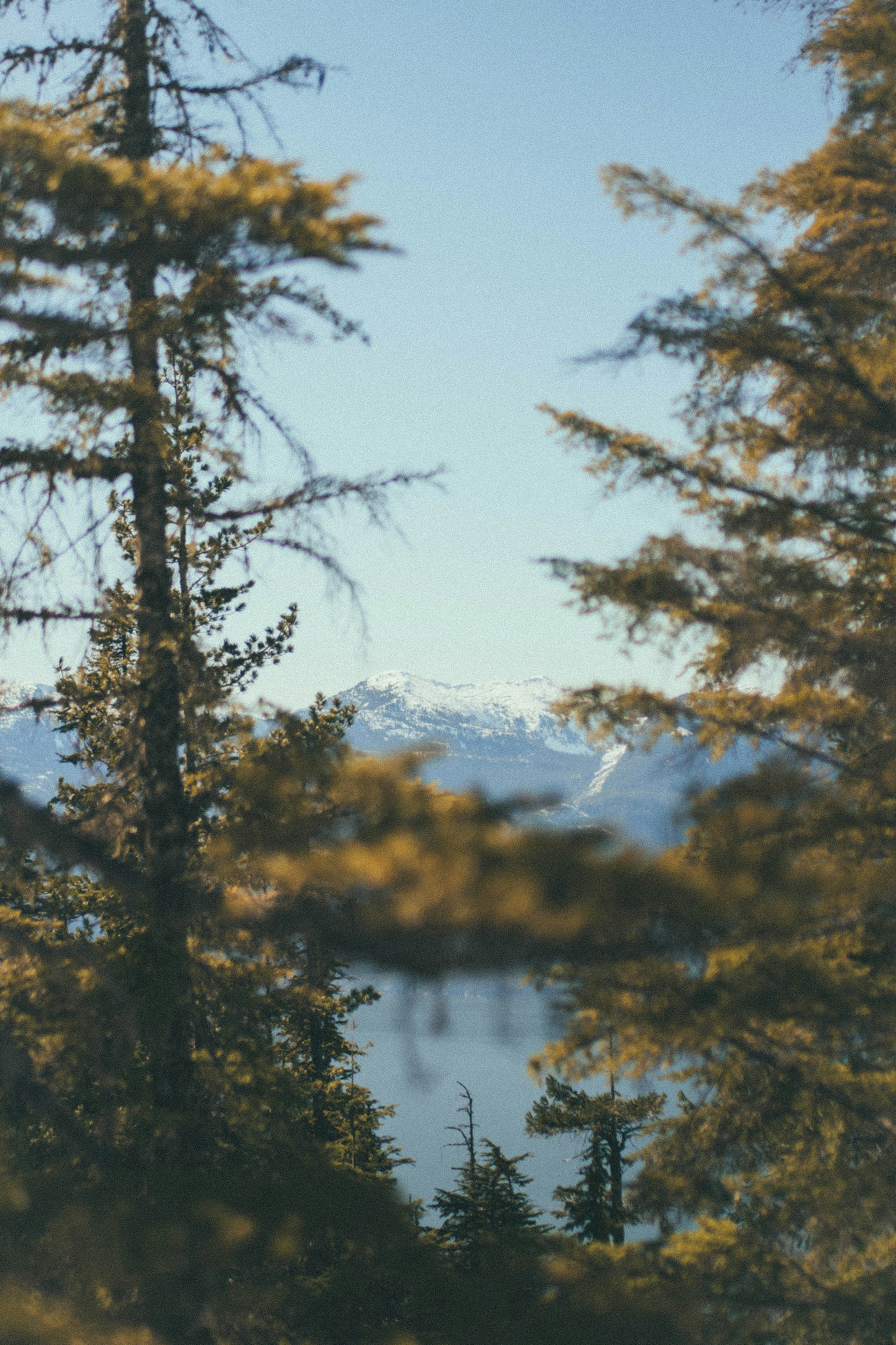 Snow-capped mountains peek through a lush forest, framed by evergreen branches under a clear blue sky.