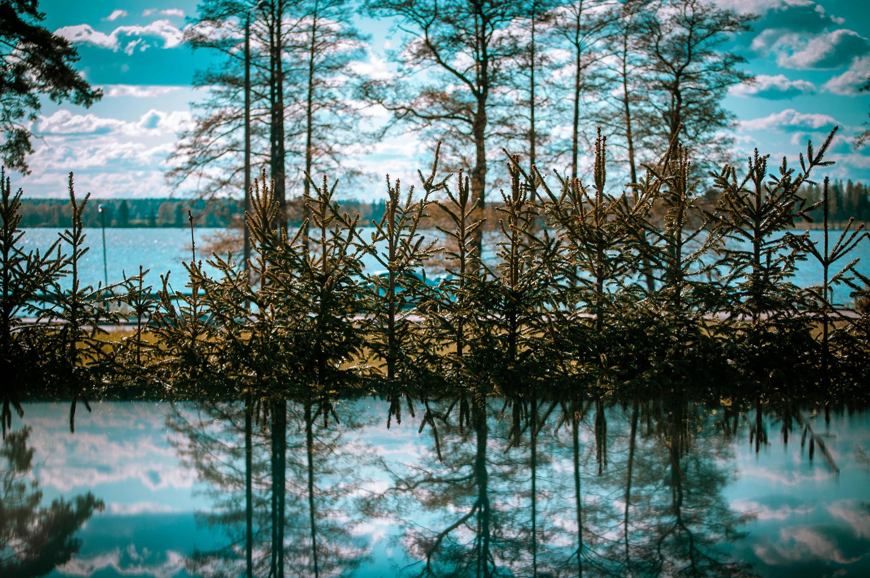 Tall trees mirrored in a calm lake under a vibrant sky.