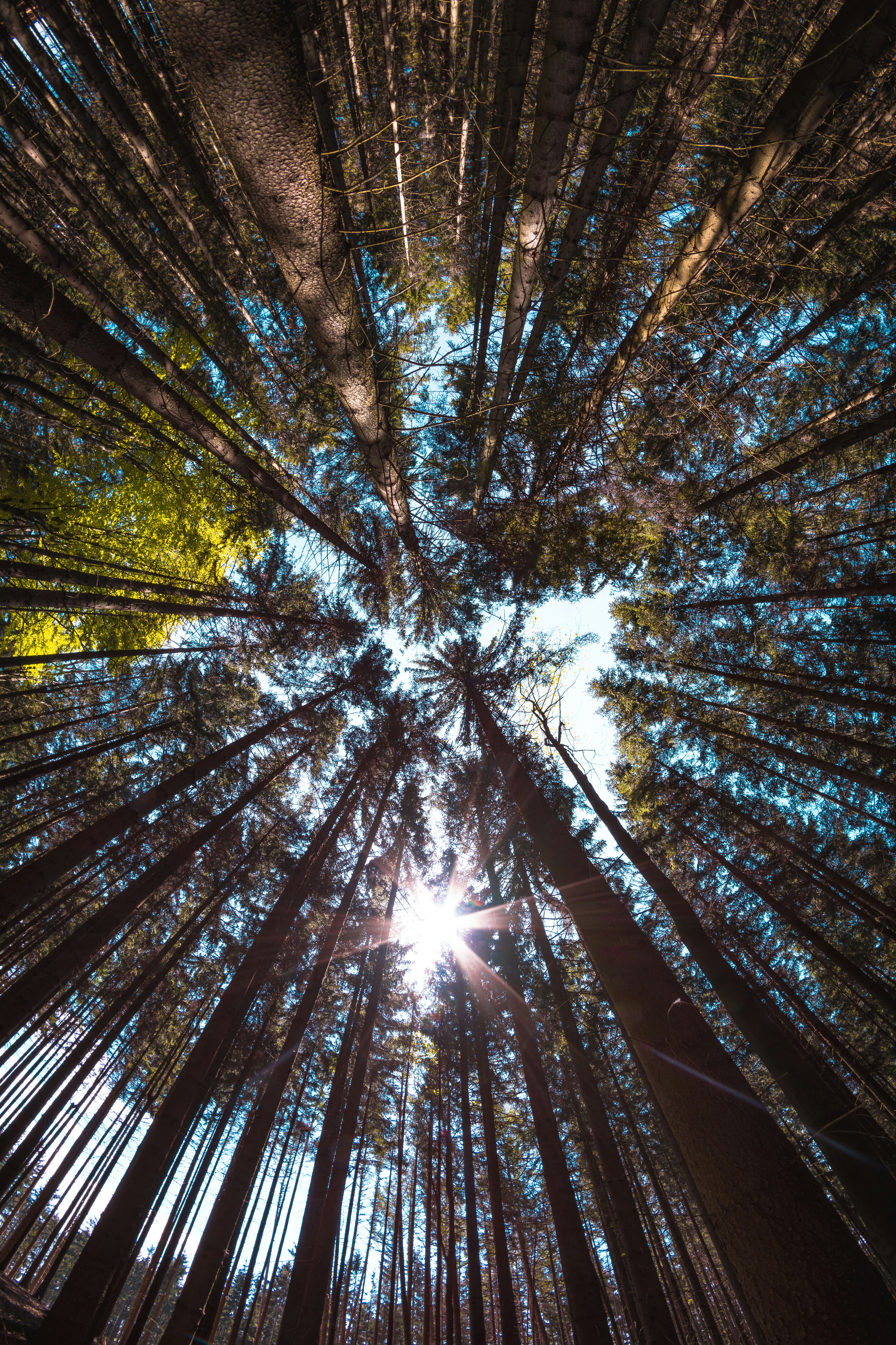 Low angle photo of pint trees in forest photo – Free Tree Image on Unsplash