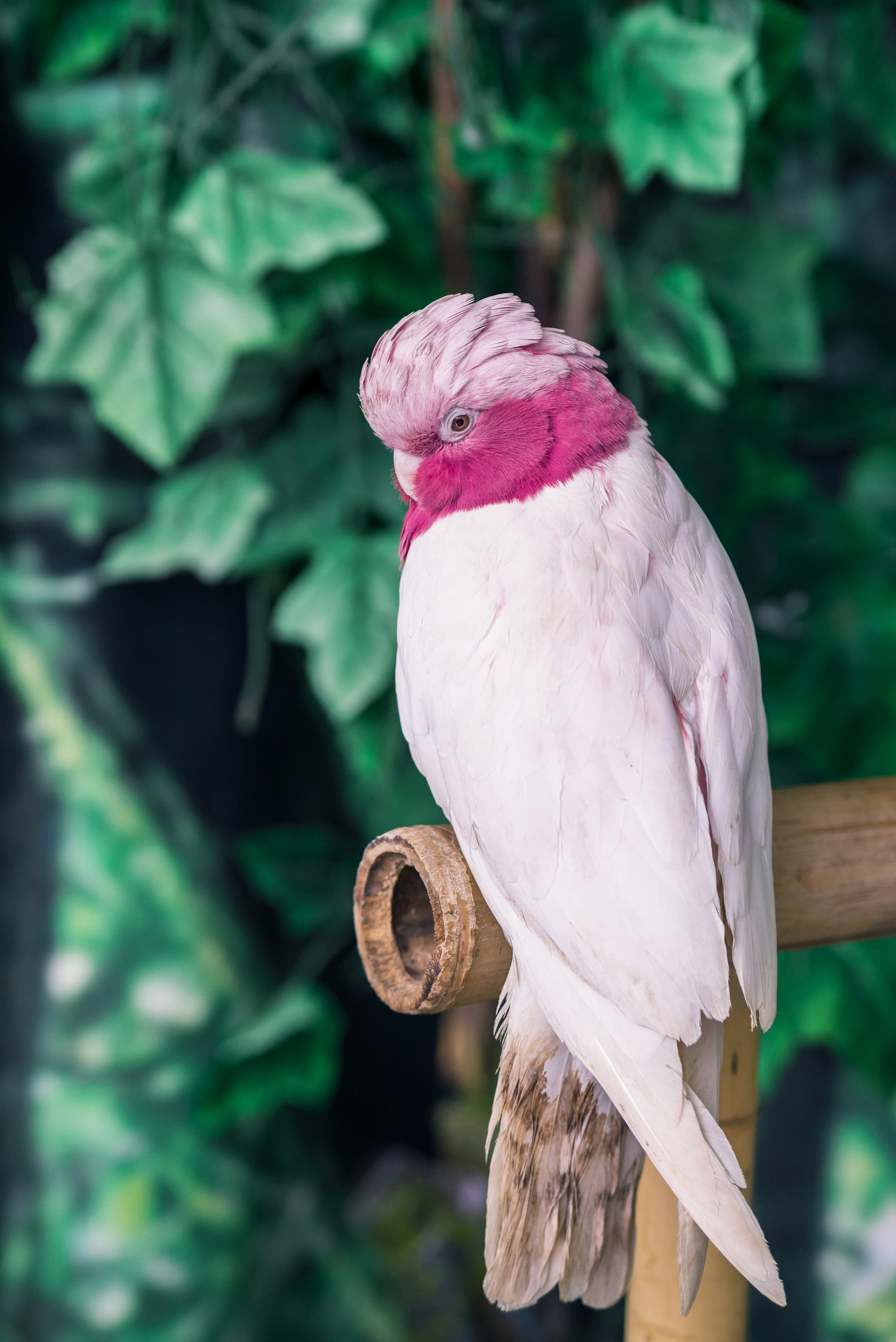 A close up of a white bird with red and yellow feathers photo – Free ...