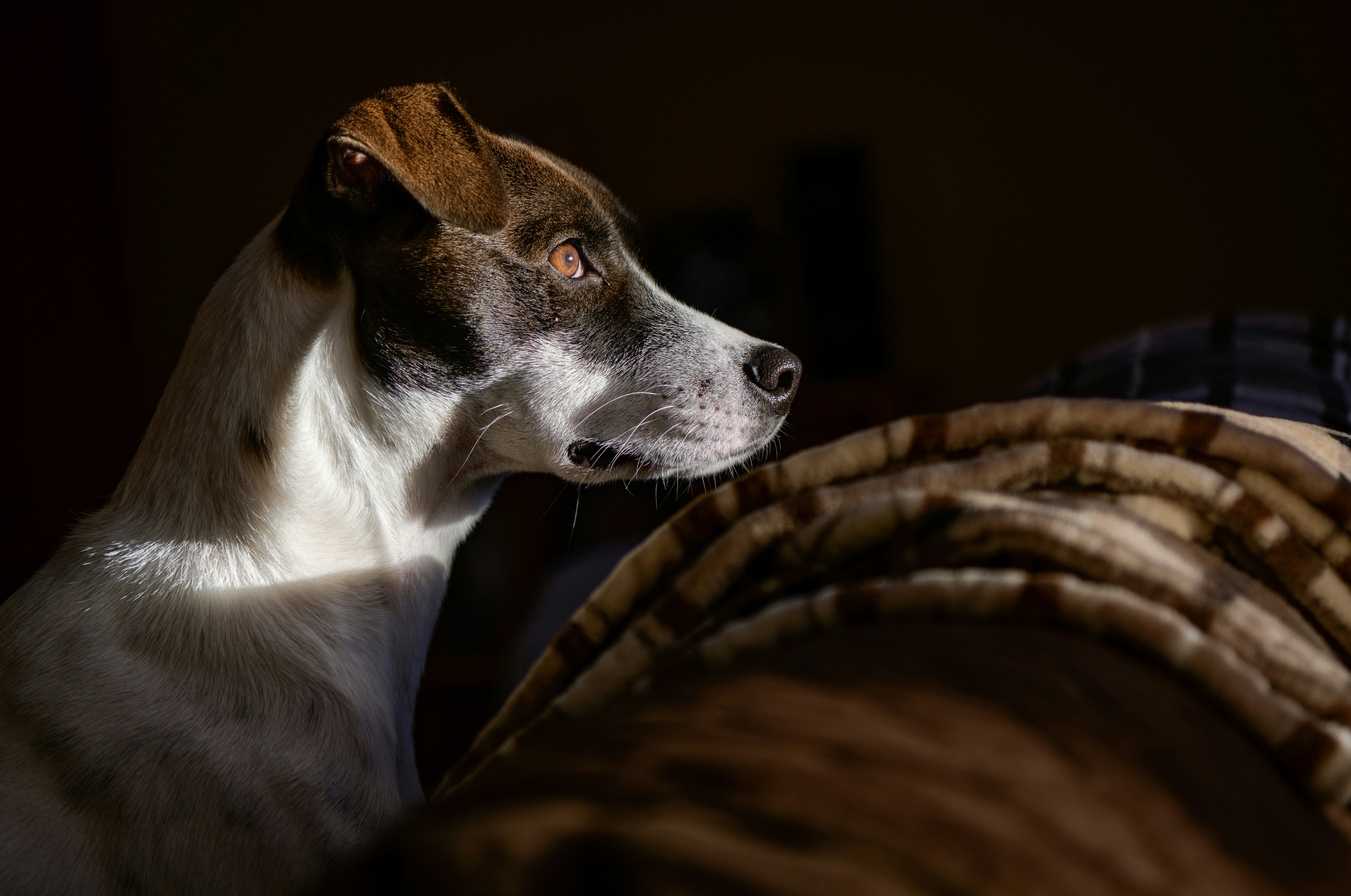 A dog gazes thoughtfully in a dimly lit room, illuminated by soft light. The scene captures a serene atmosphere, highlighting the dog's expressive features.