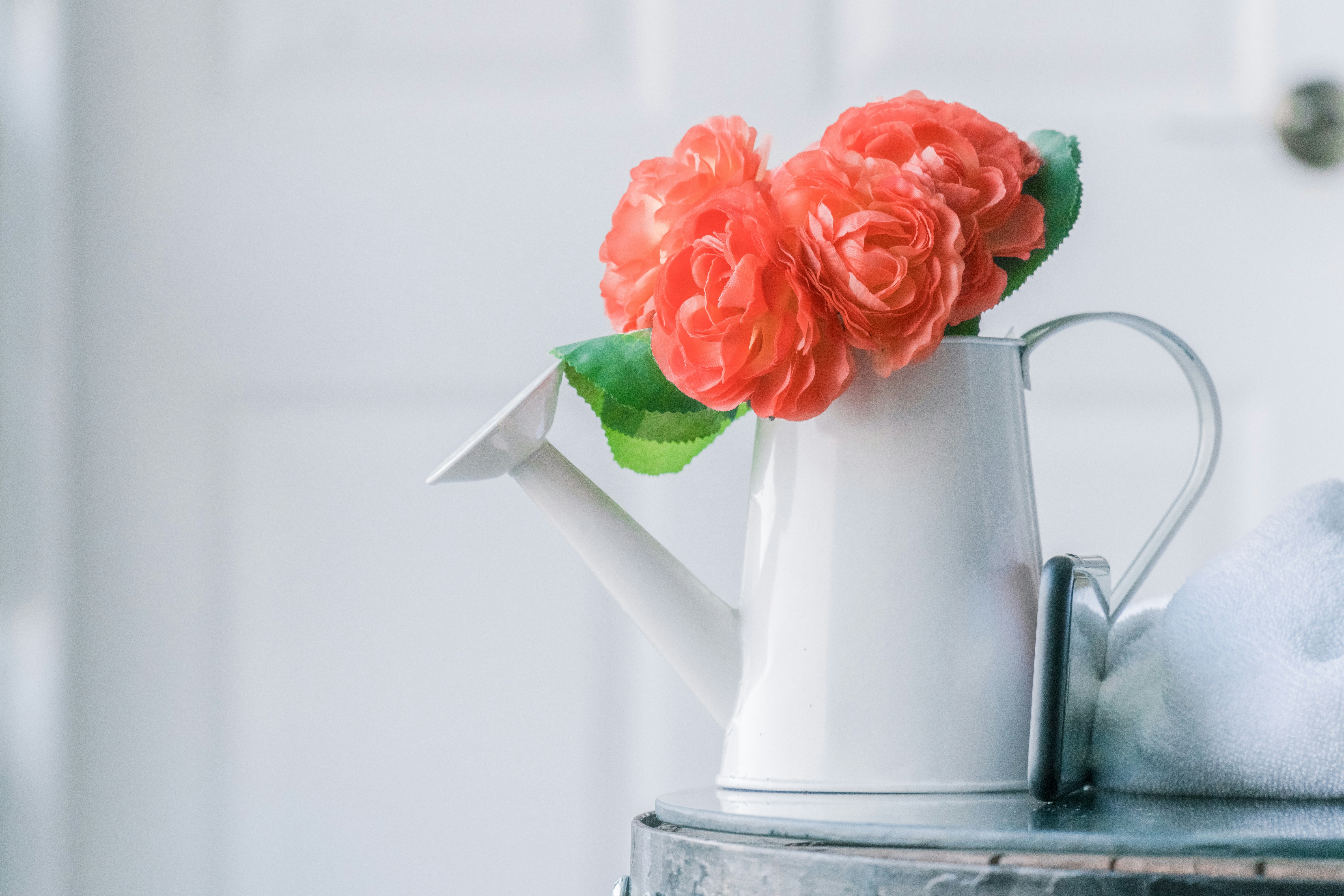 Coral Roses in a White Watering Can: A Quiet Still-Life Moment