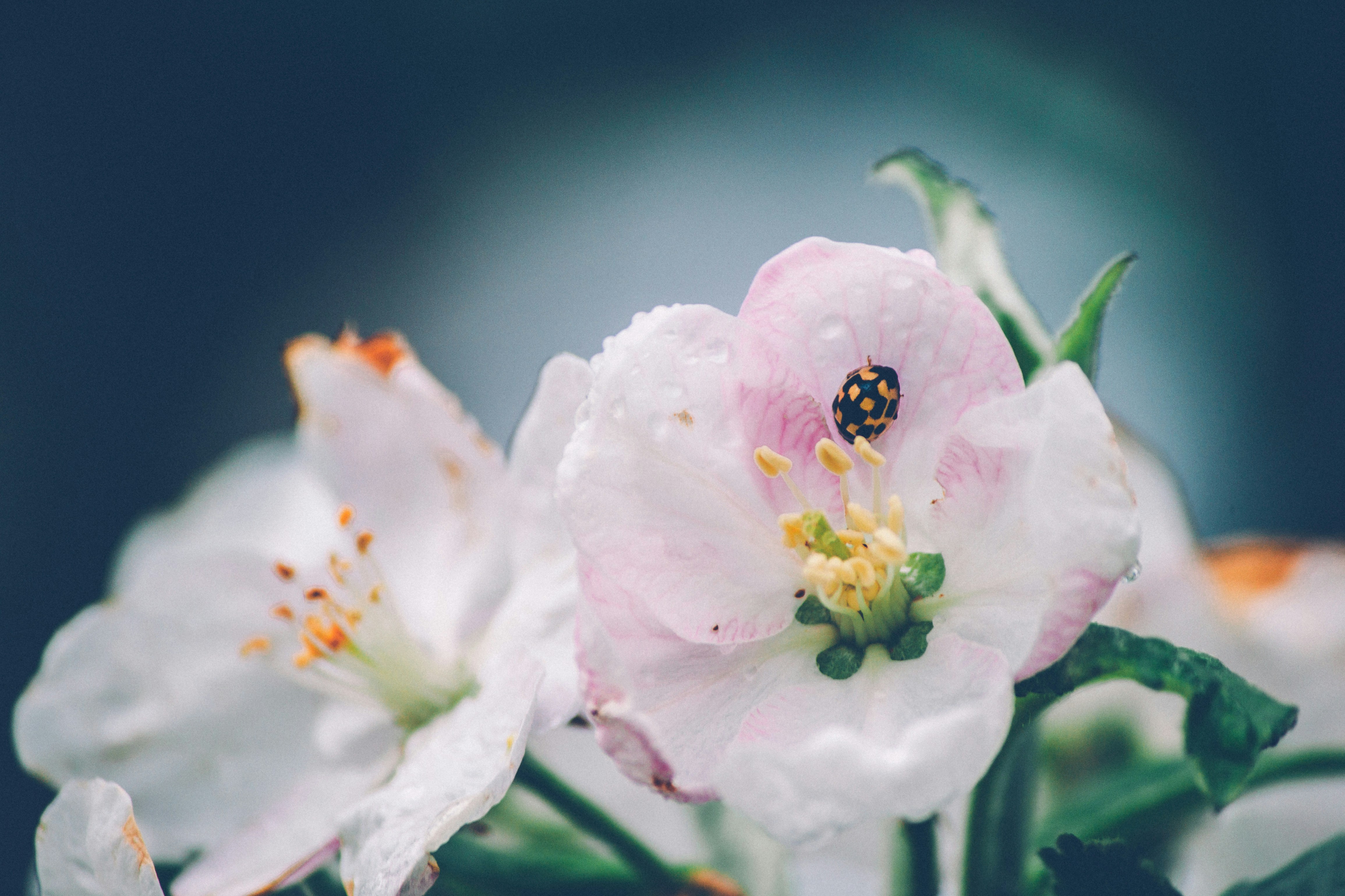 Petals Under Soft Light: A Pink Blossom Cradling a Tiny Visitor