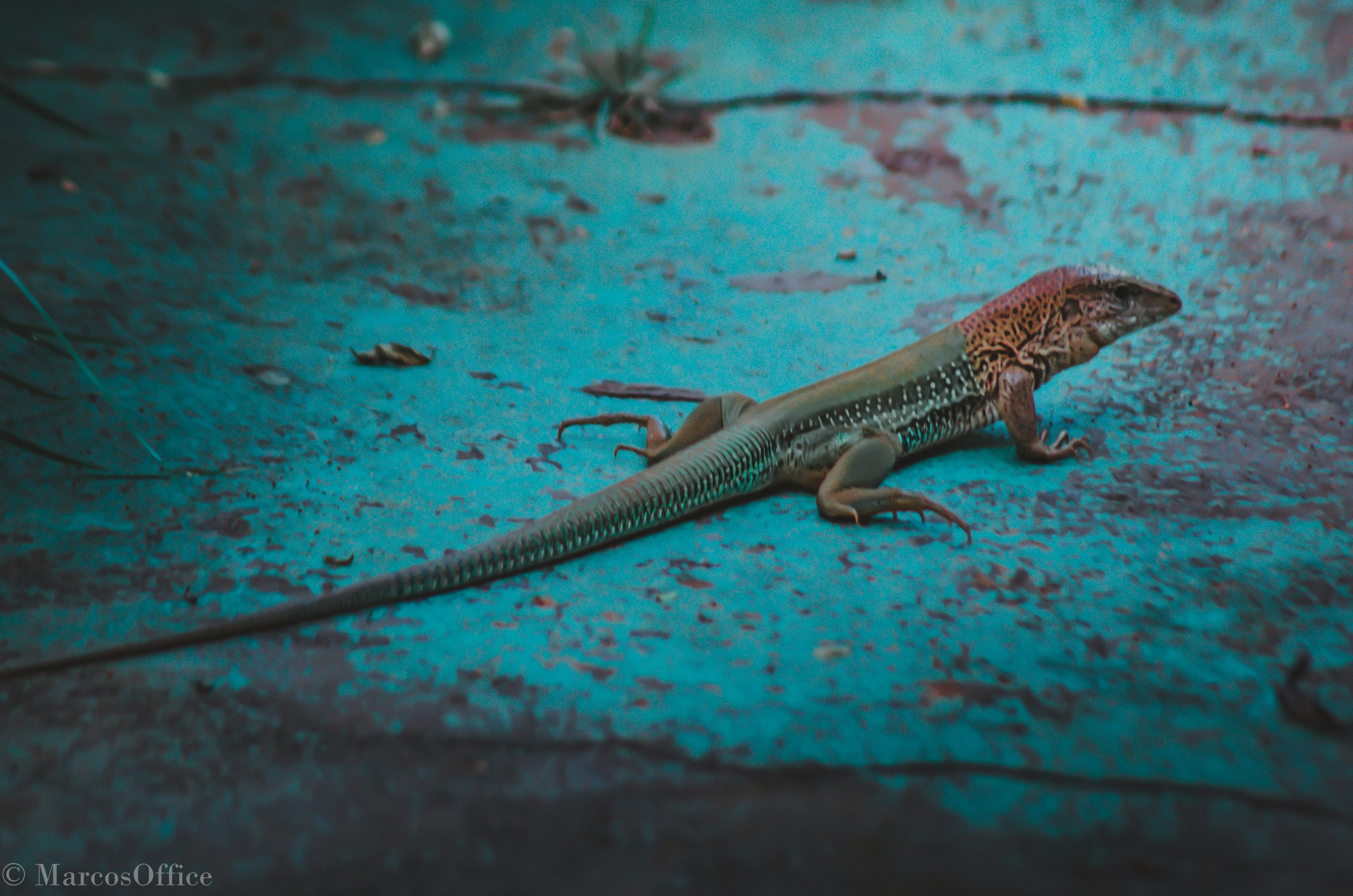 Turquoise Terrace: A Patient Lizard on a Weathered Blue Deck