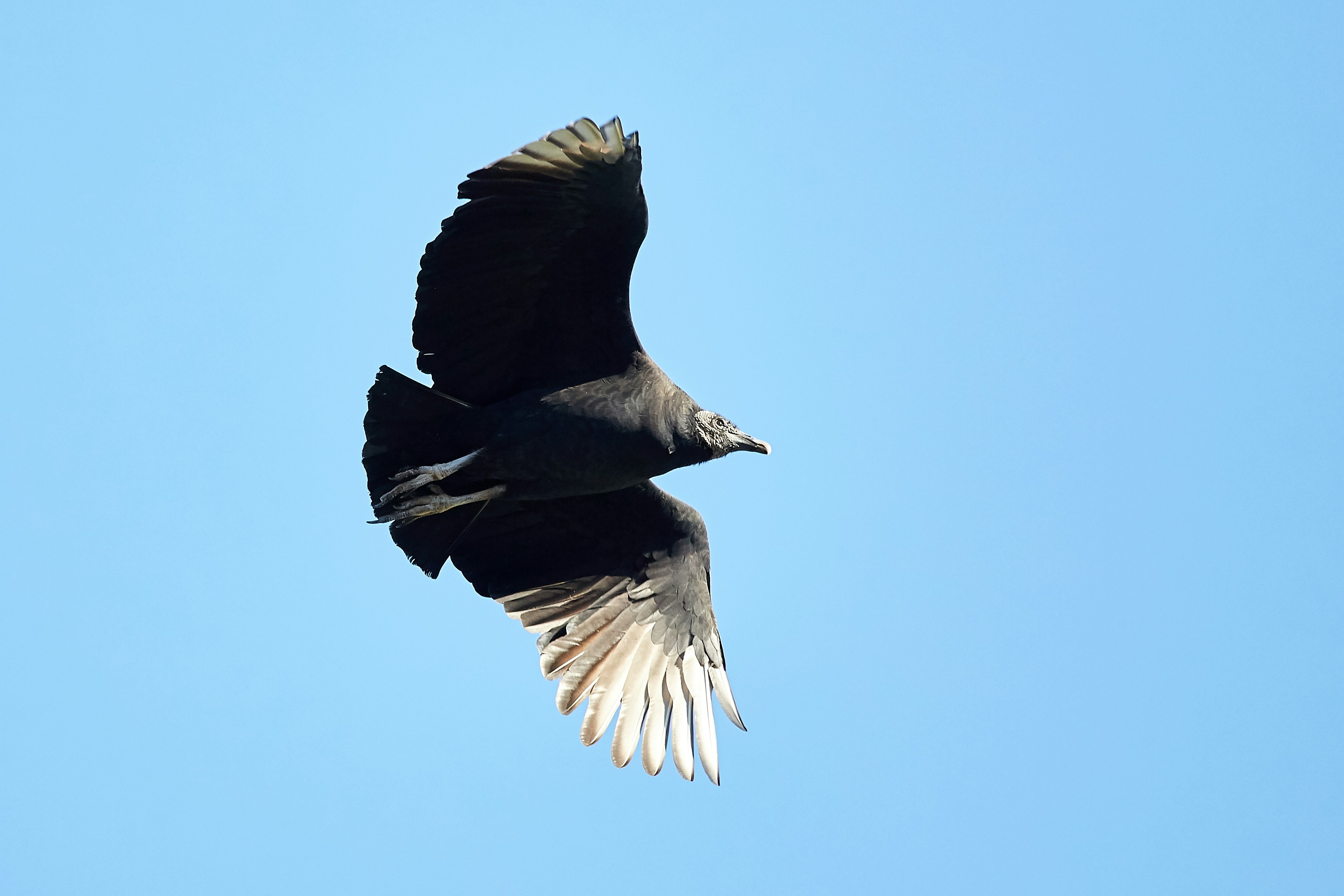 Raven's Quiet Glide Across a Cerulean Sky