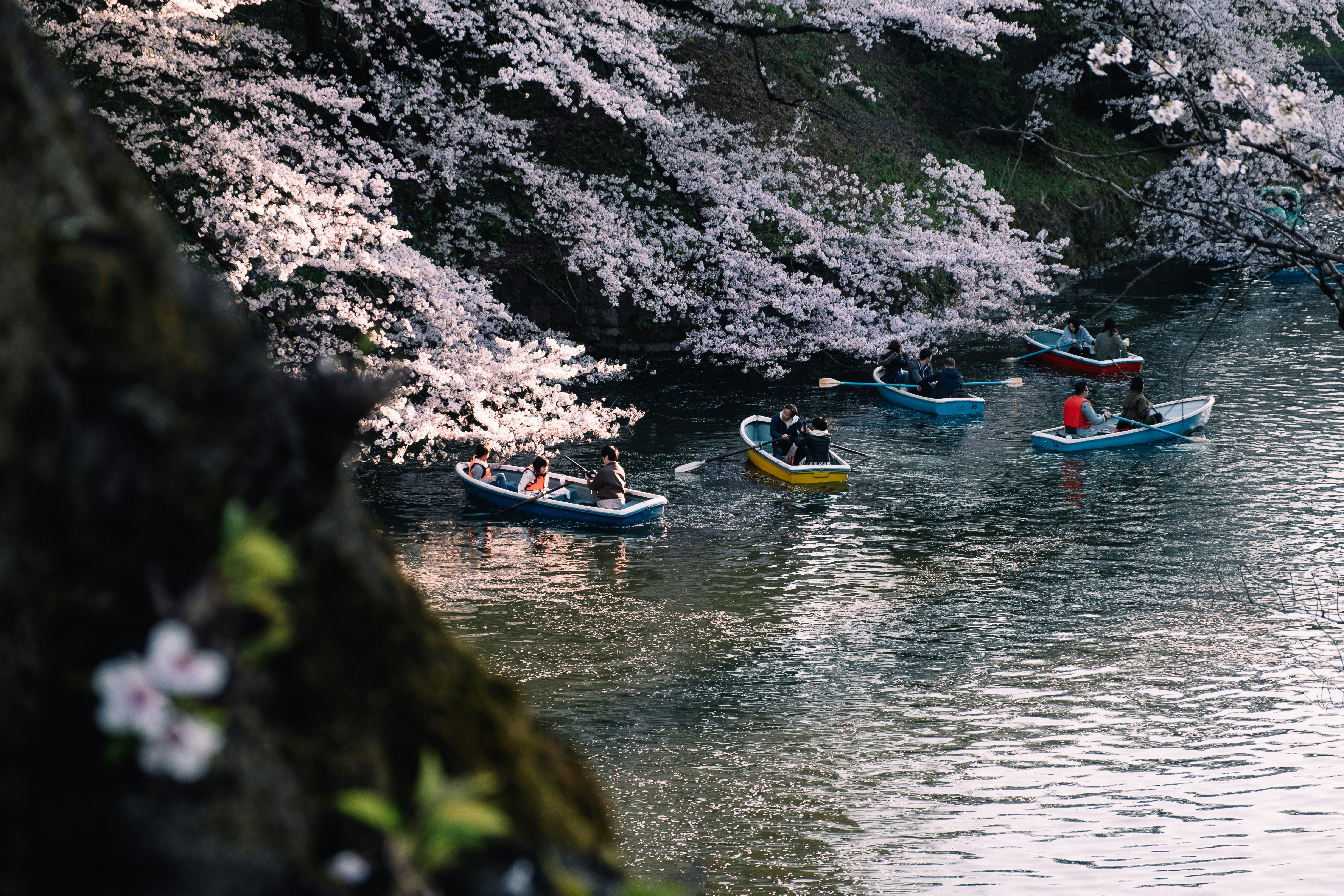 Rowboats Under a Cherry Blossom Canopy on a River