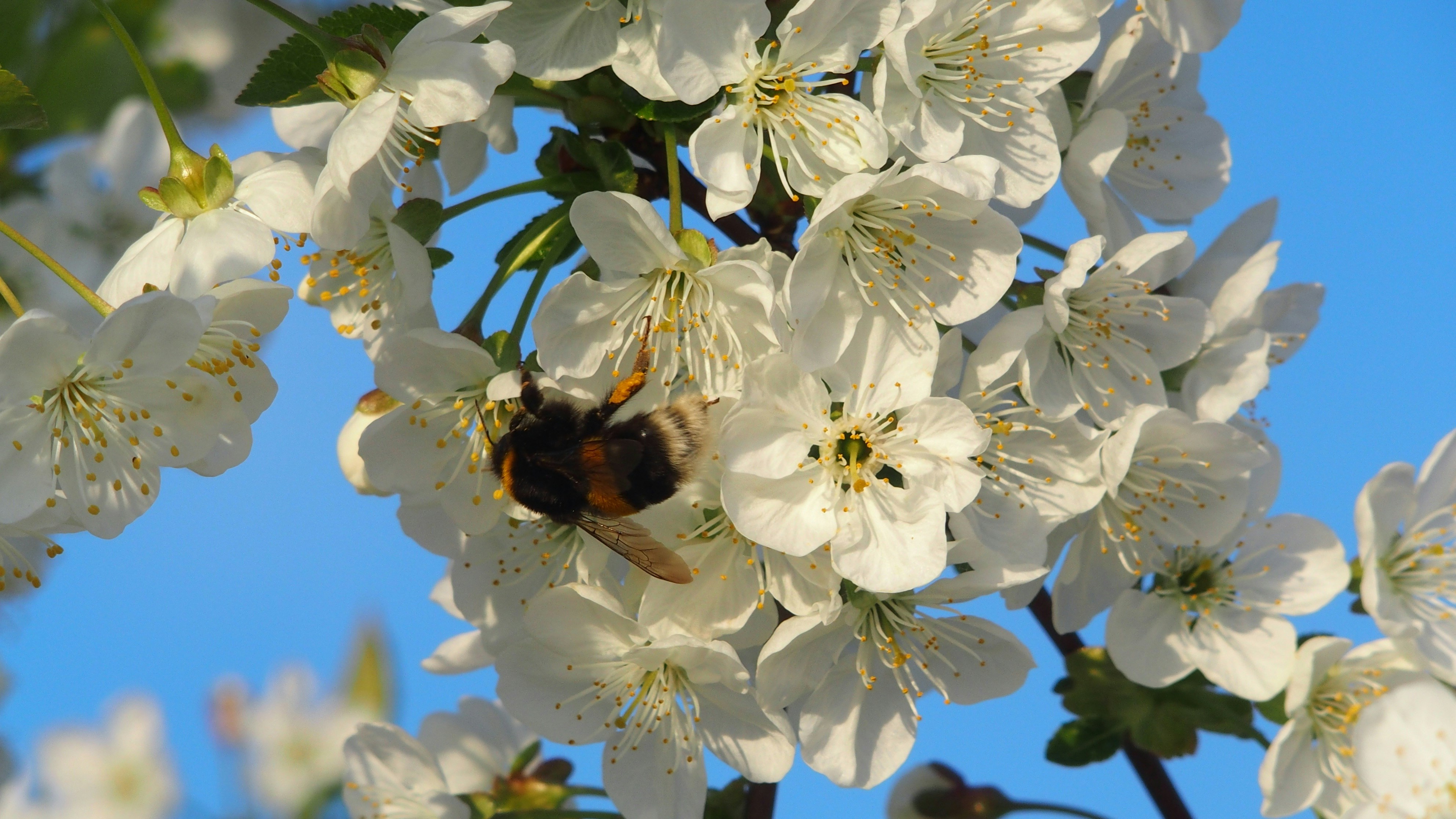 A honey bee forages among clusters of white cherry blossoms against a bright blue spring sky in this close-up photograph.