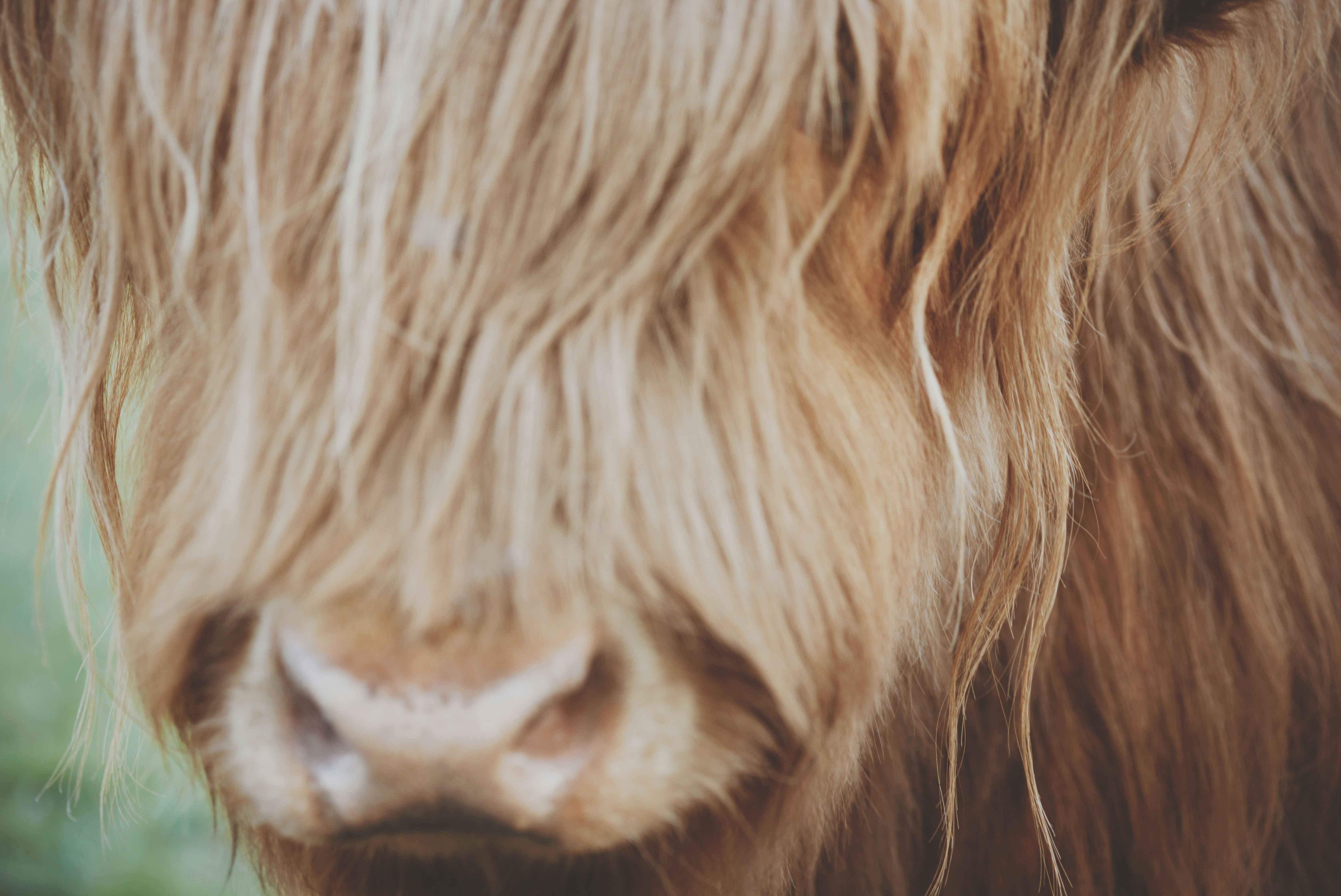 Copper Threads: Close-Up Portrait of a Horse's Muzzle