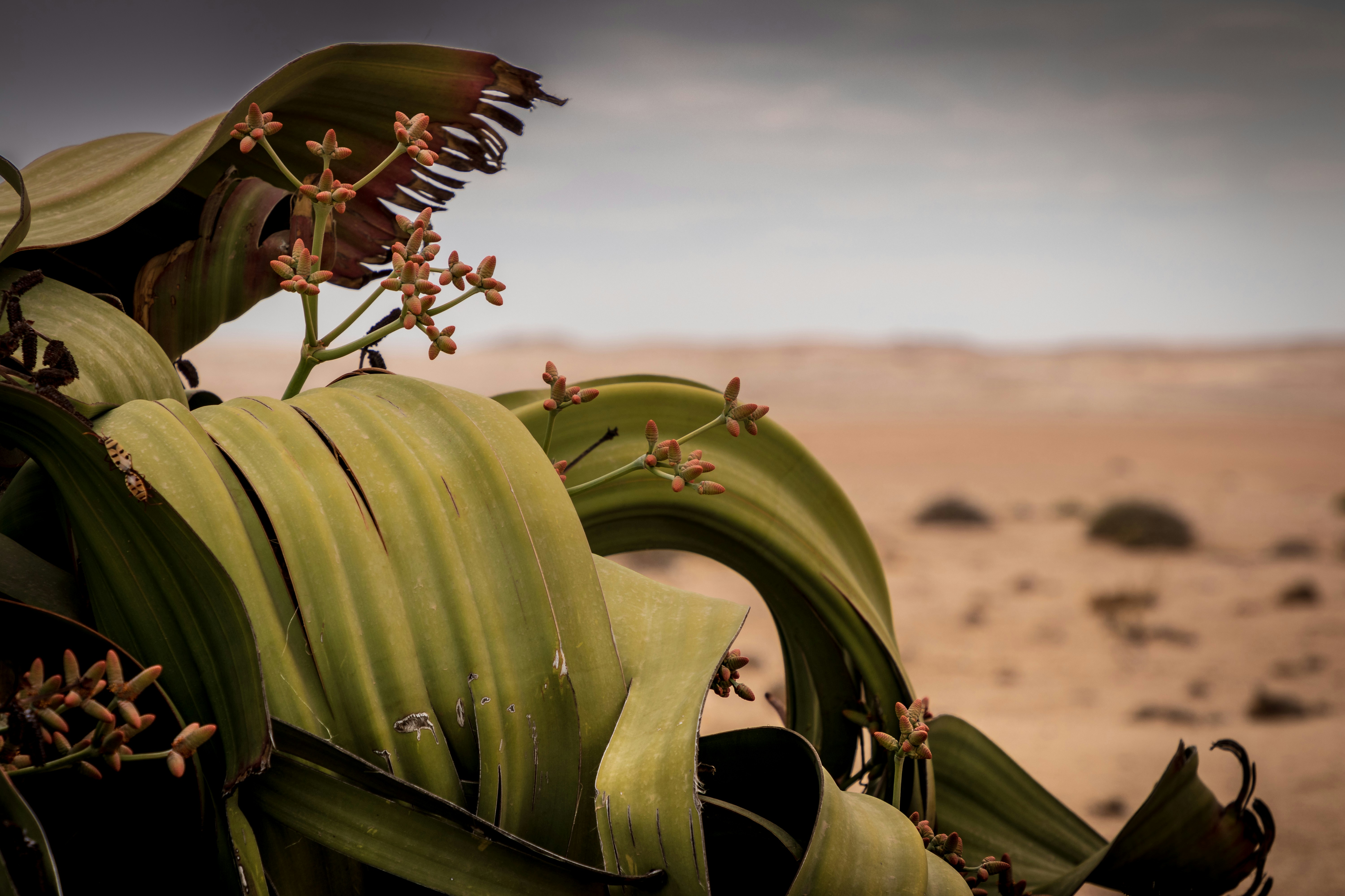 closeup photography of green-leafed plant