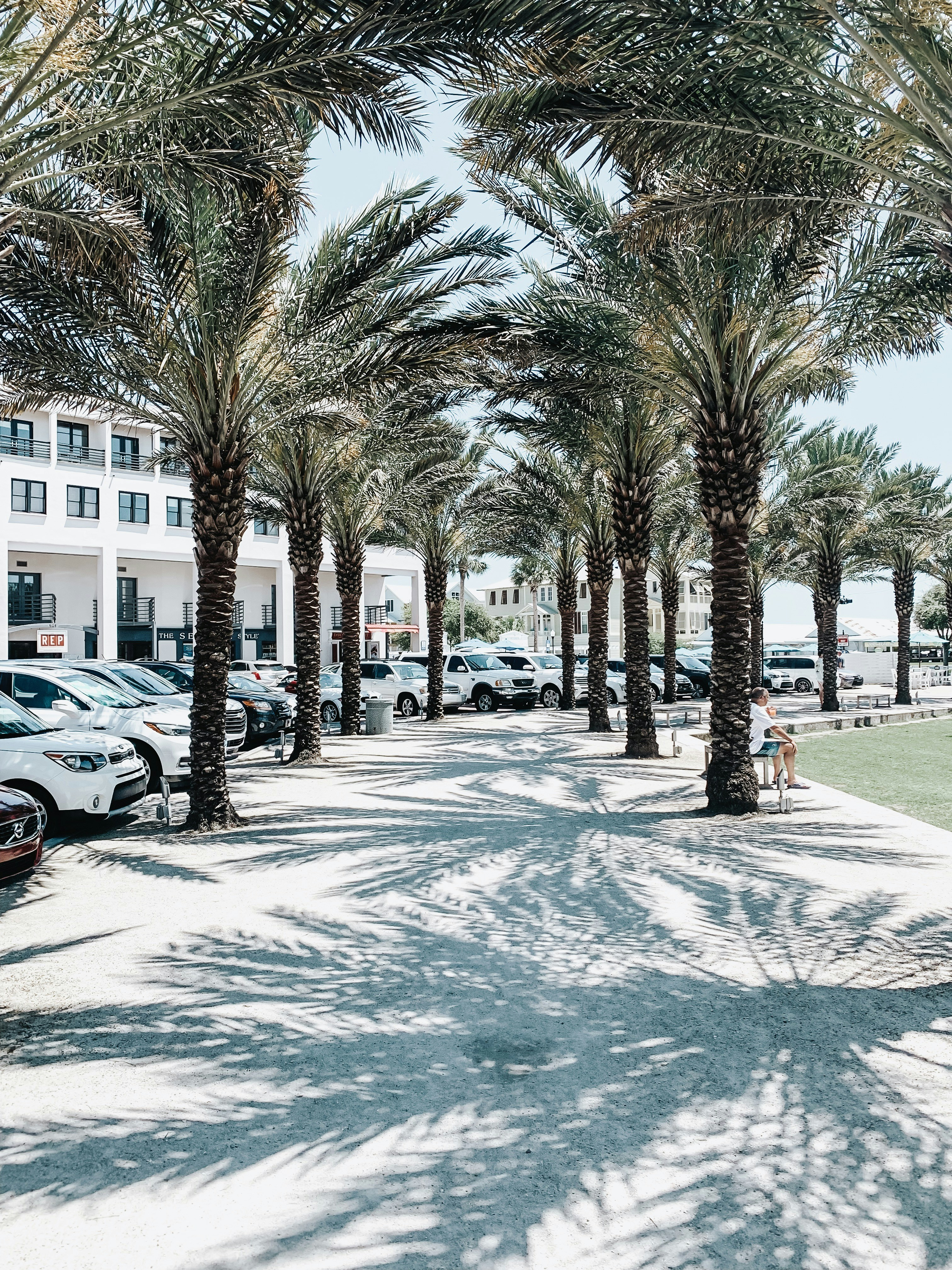 Palm-lined Promenade Under Spring Light