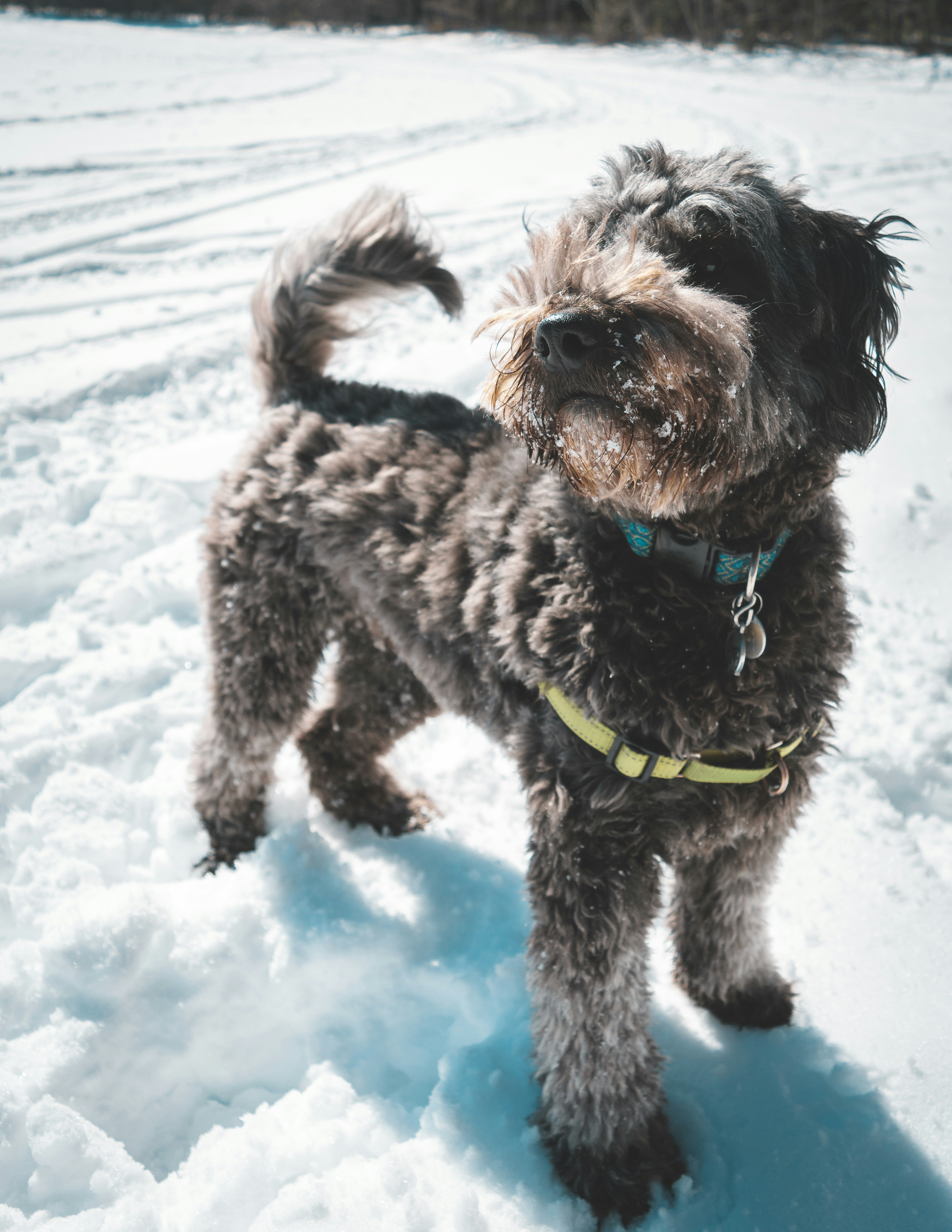 A playful dog stands in a snowy landscape, its fur dusted with snowflakes, exuding joy and curiosity.