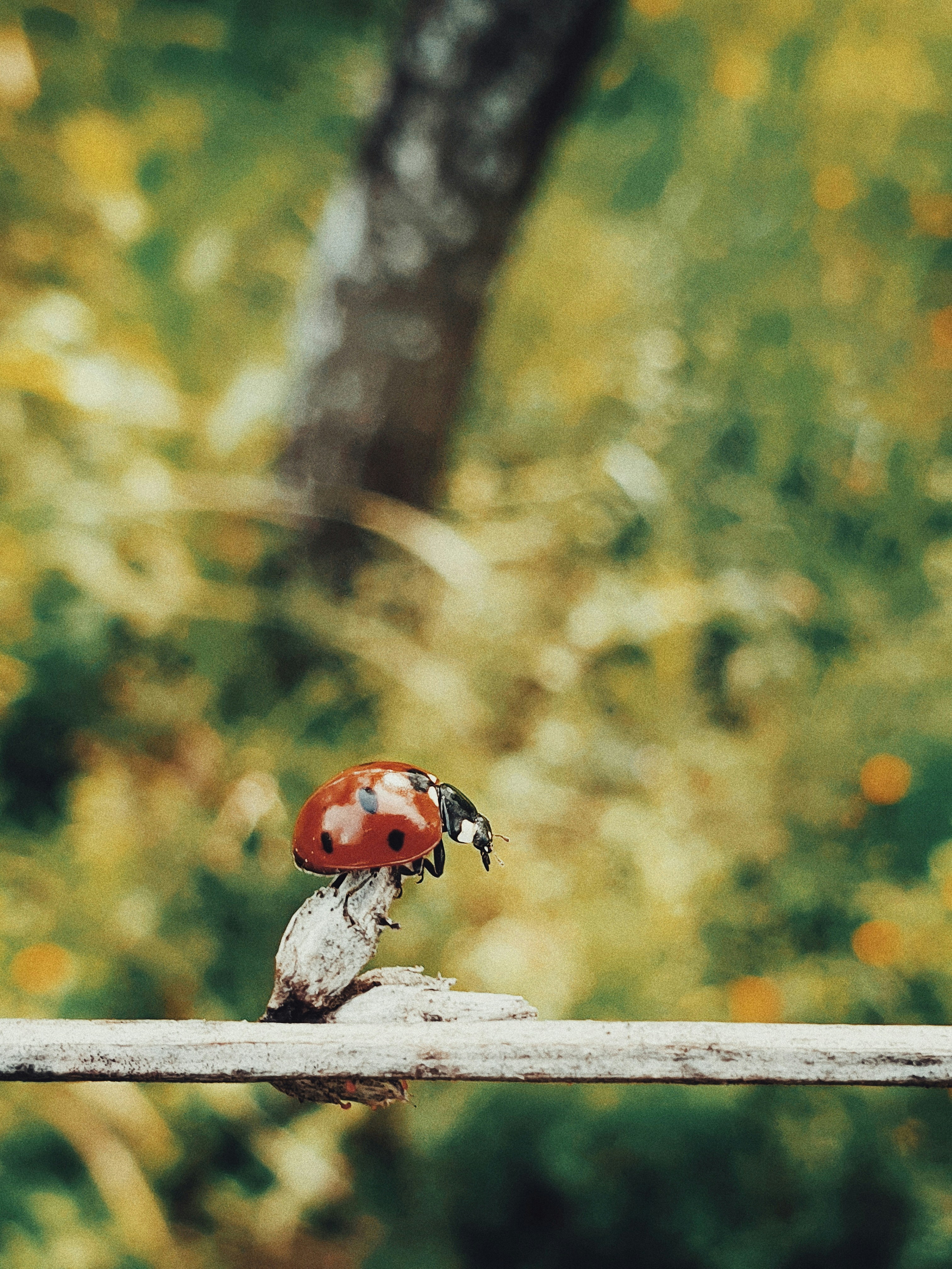 Close-up photograph of a red ladybug perched on a weathered wooden railing, with a softly blurred green-yellow background.