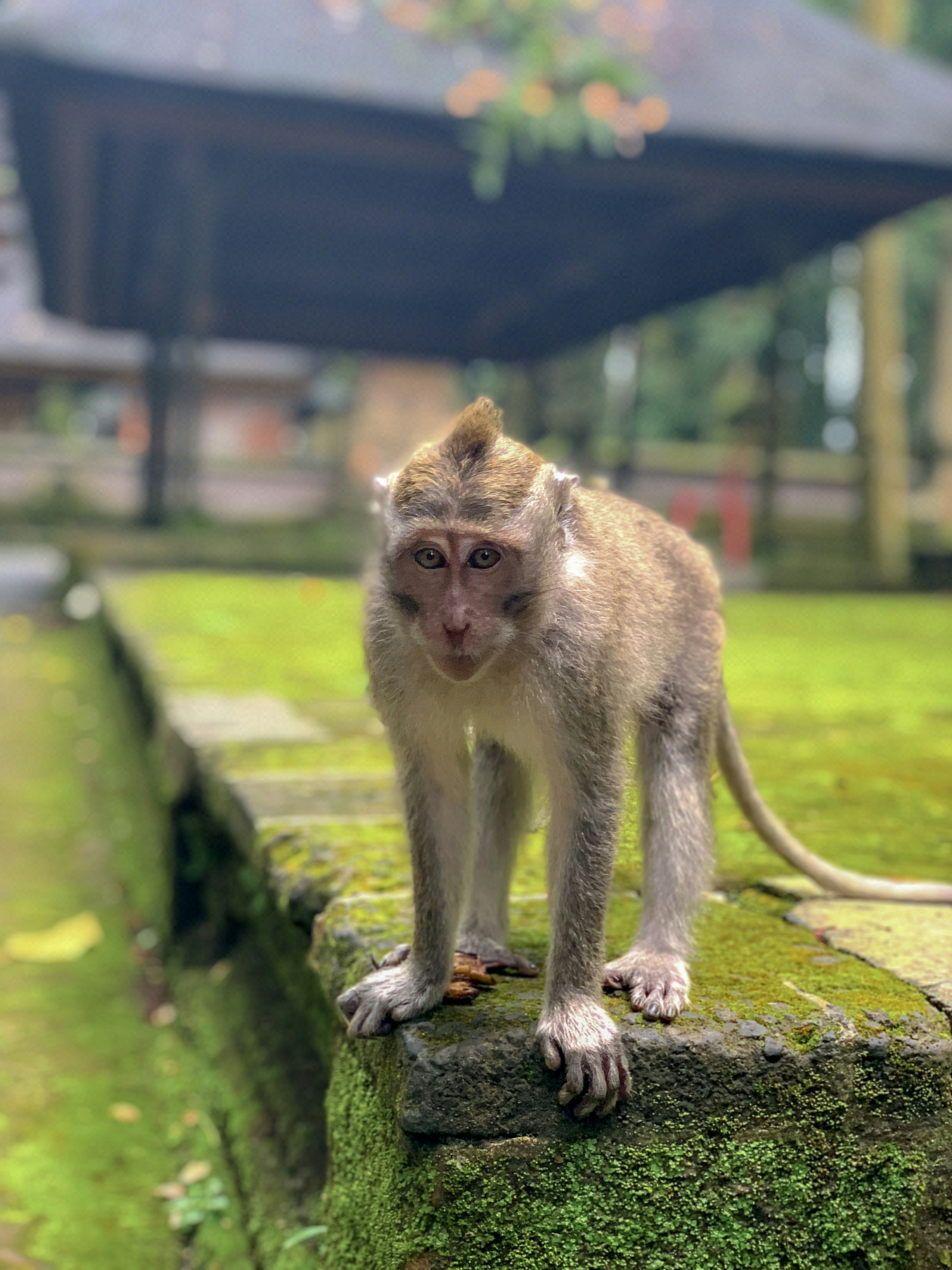 Curious Macaque on a Mossy Terrace Beneath a Park Pavilion