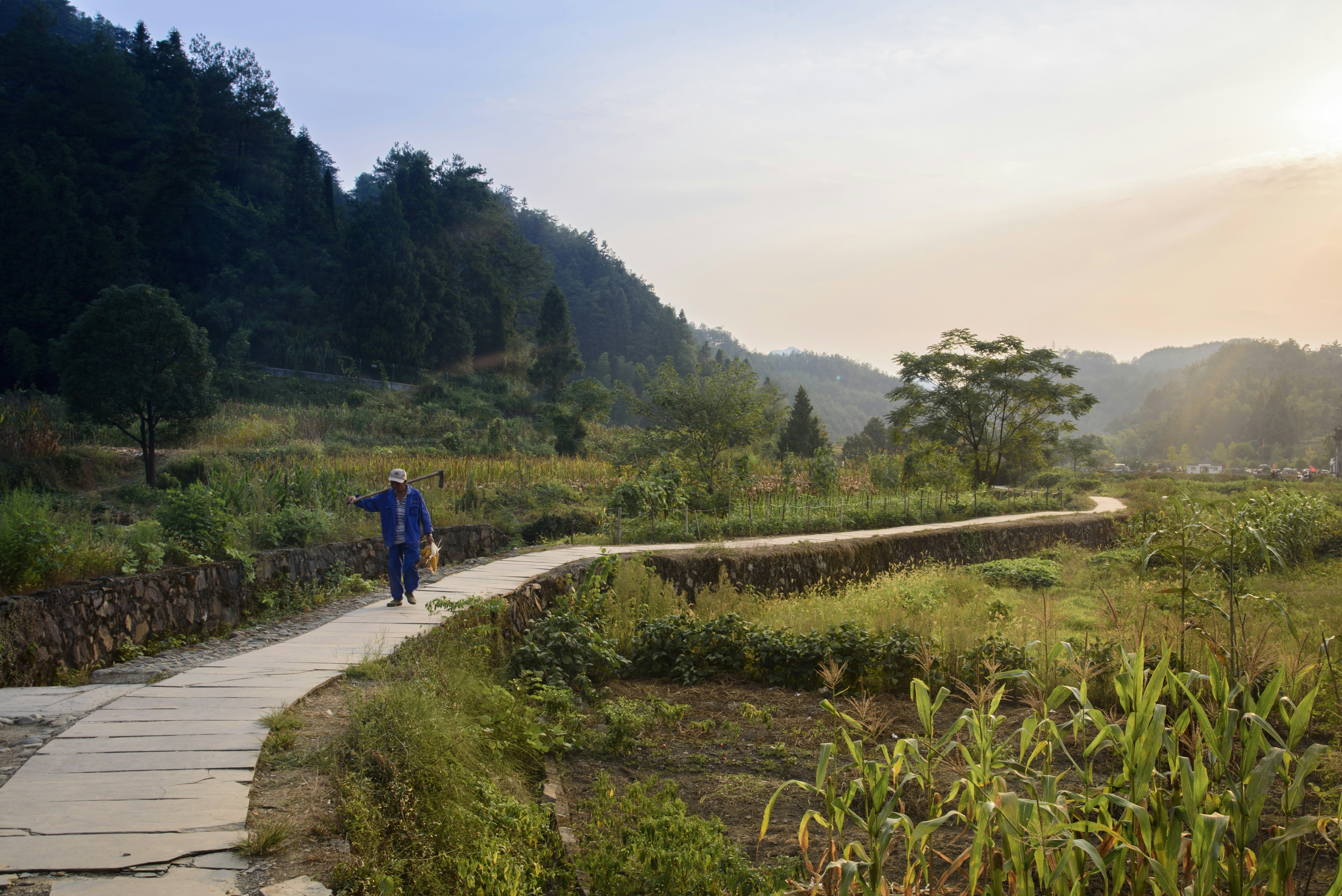 Foto Hombre caminando por el camino cerca de las plantas – Imagen ...